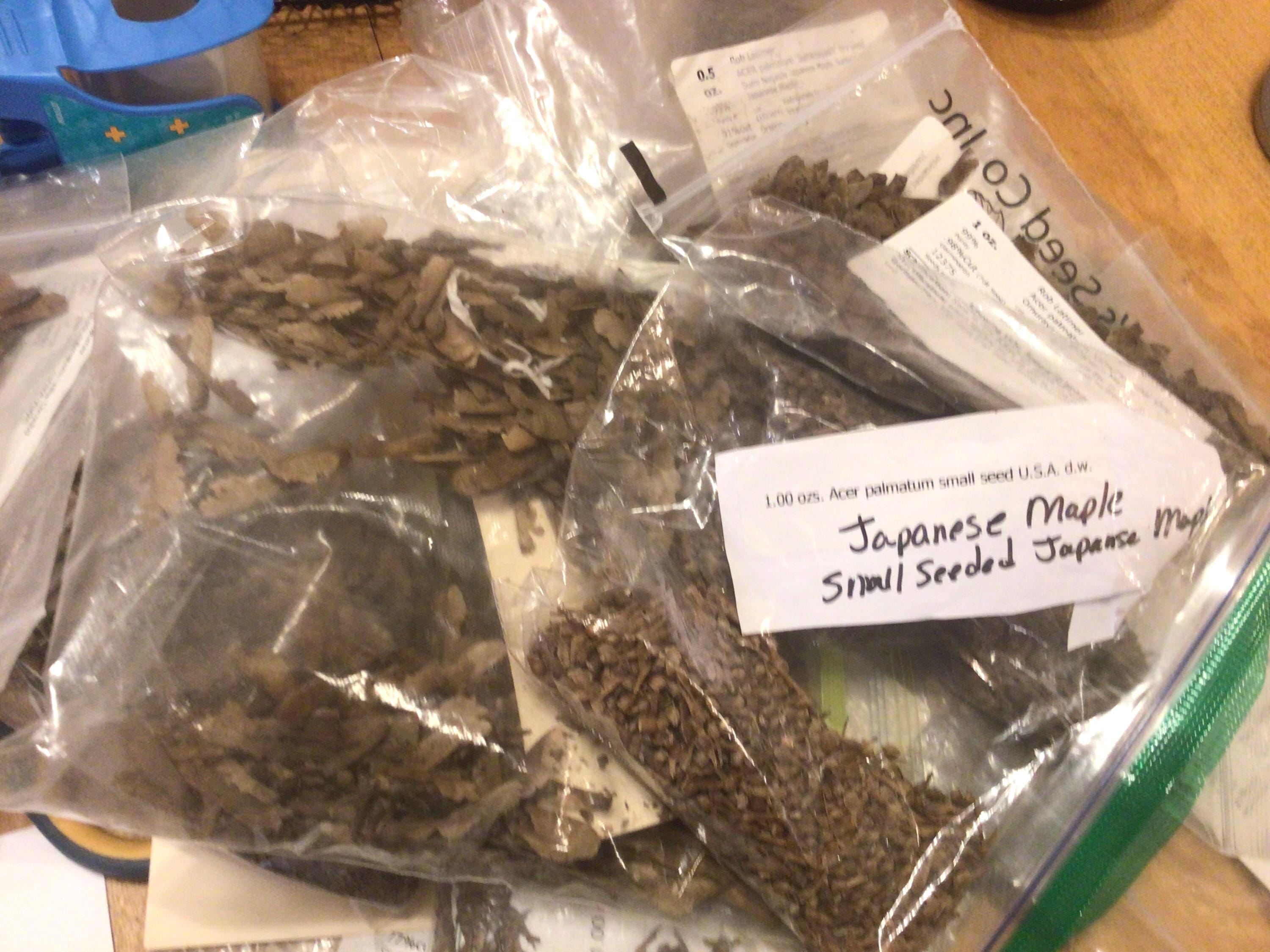 5 types of JAPANESE MAPLE Tree SEEDS (Total From 30+ Varieties ...