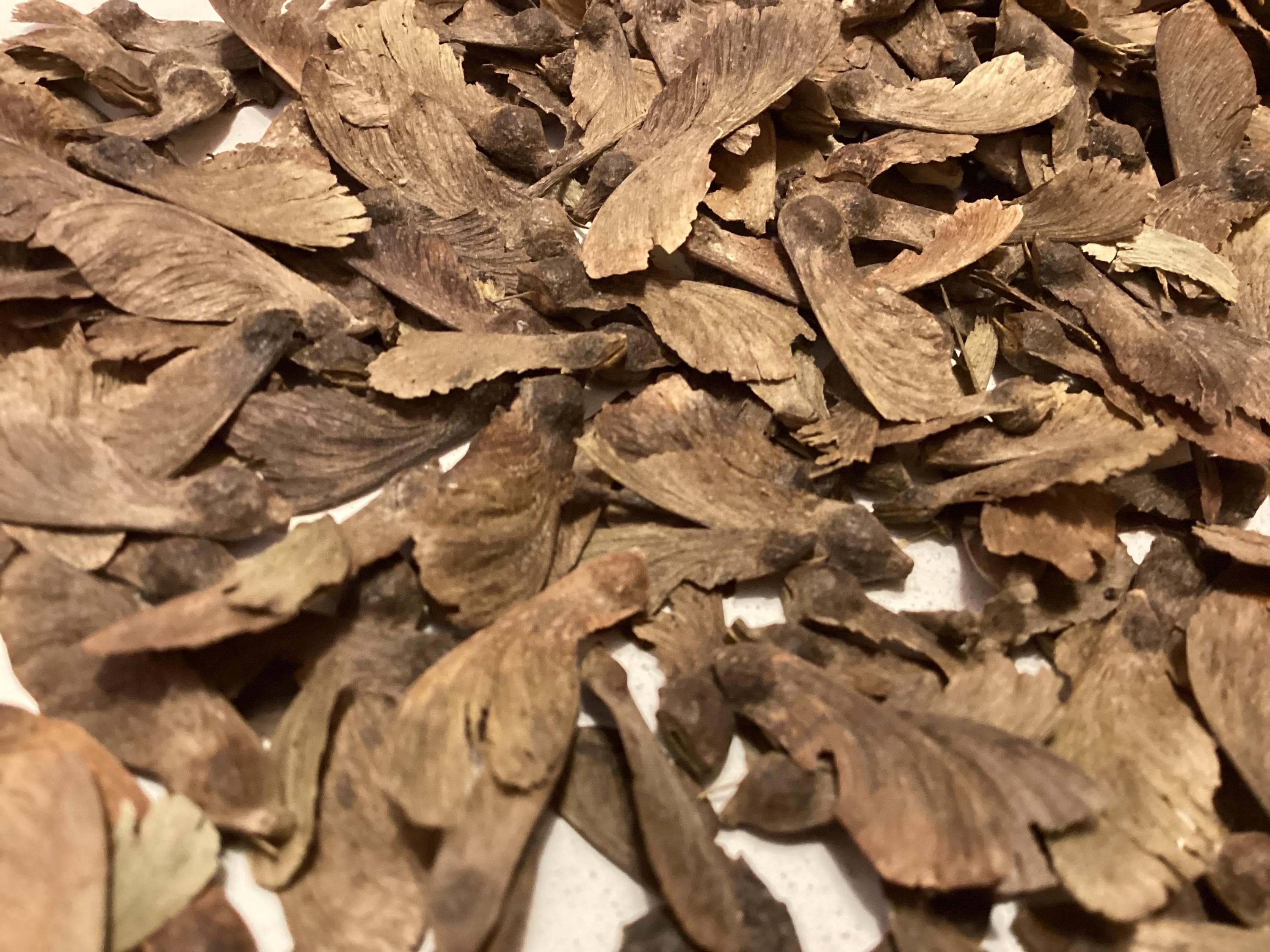 Green Cascade Japanese Maple Tree Seeds (ACER JAPONICUM ‘Green Cascade ...
