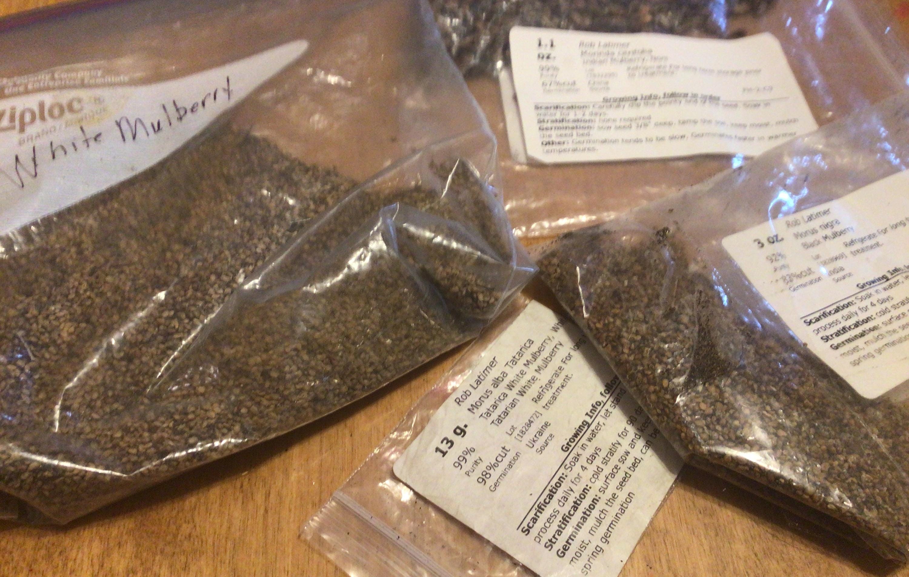 3 types of MULBERRY TREE SEEDS (Randomly Chosen) | TreeSeedMan.Com TREE ...