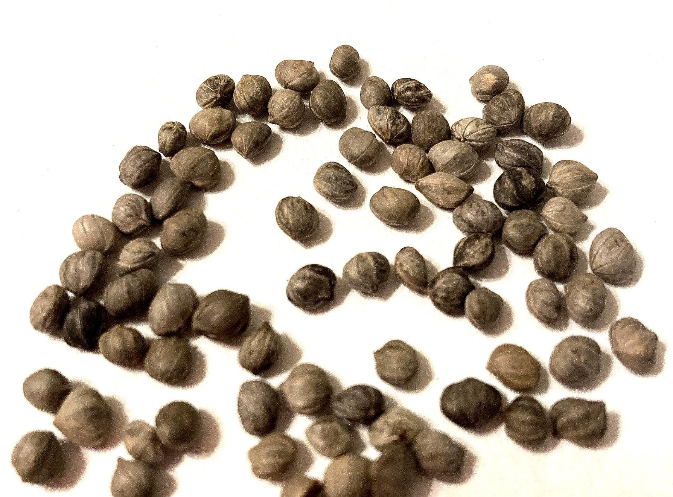 Siberian Dogwood Tree Seeds (Cornus Alba Sibirica) | TreeSeedMan.Com ...