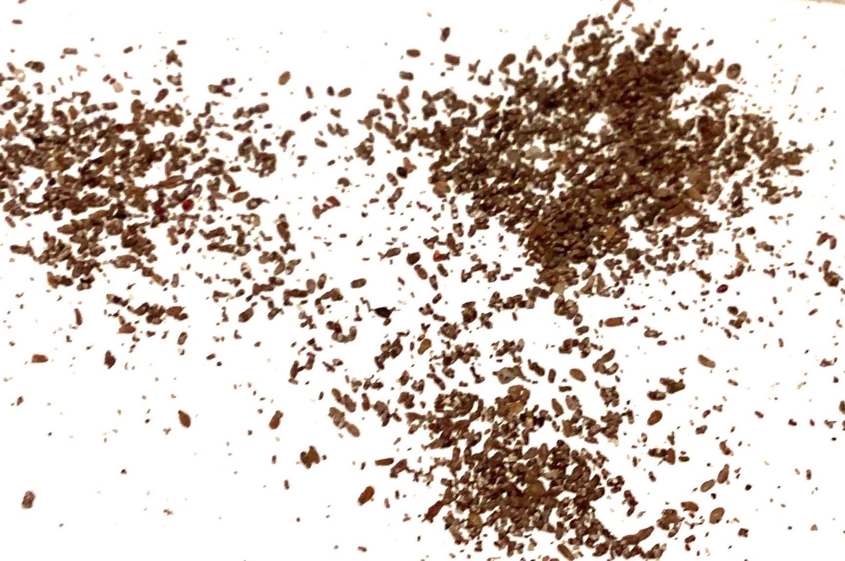 European Aspen Tree Seeds (POPULUS TREMULA) (Common Aspen ...