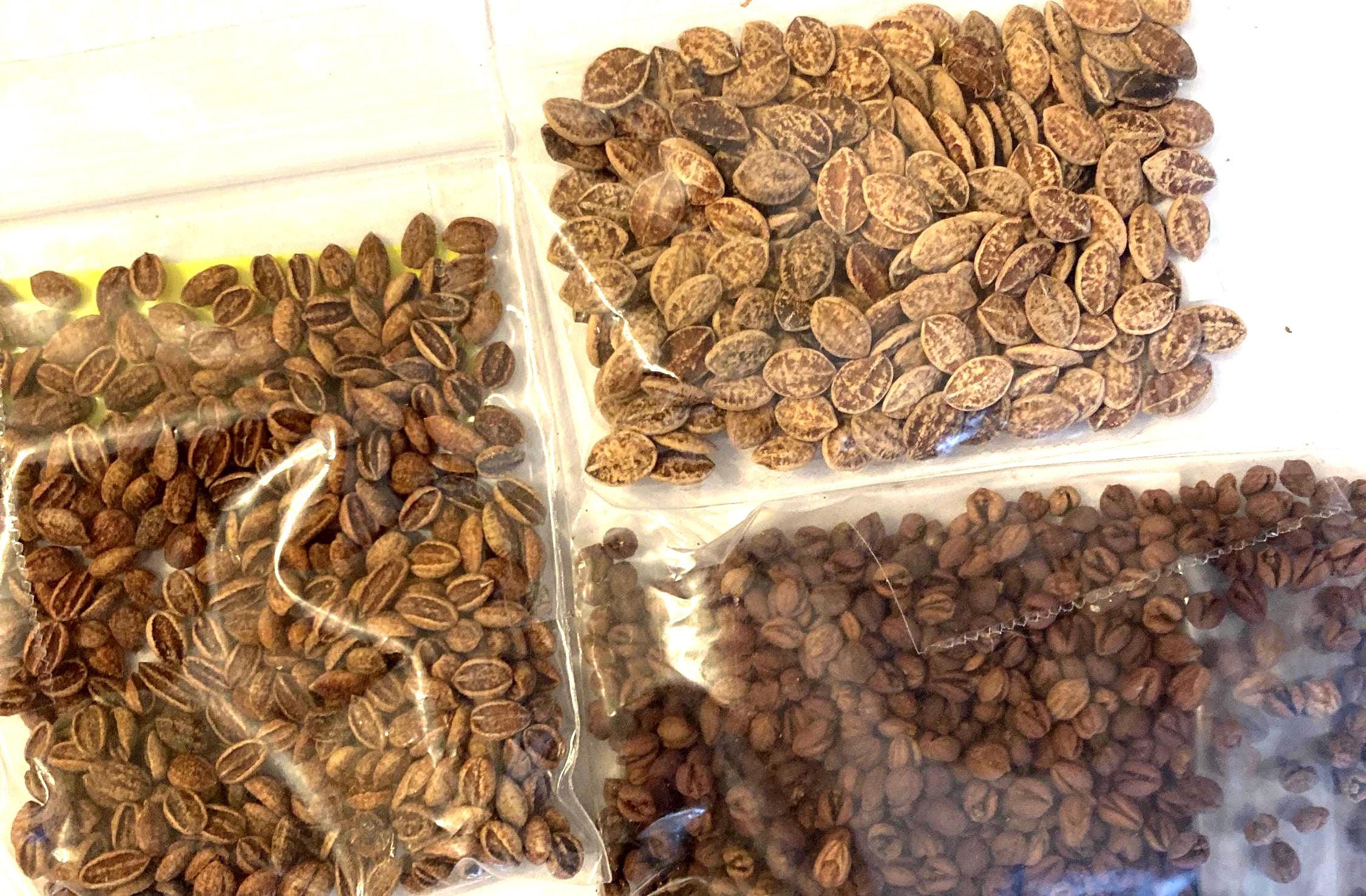 3 types of VIBURNUM TREE SEEDS (per order randomly chosen) | TreeSeedMan.Com TREE, SHRUB ...