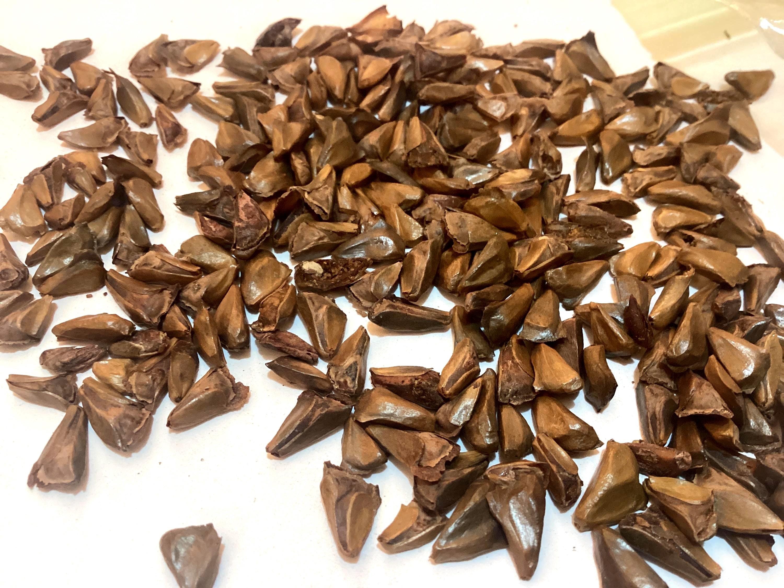 Needle Fir Tree Seeds (ABIES HOLOPHYLLA) (Manchurian Fir) | TreeSeedMan ...