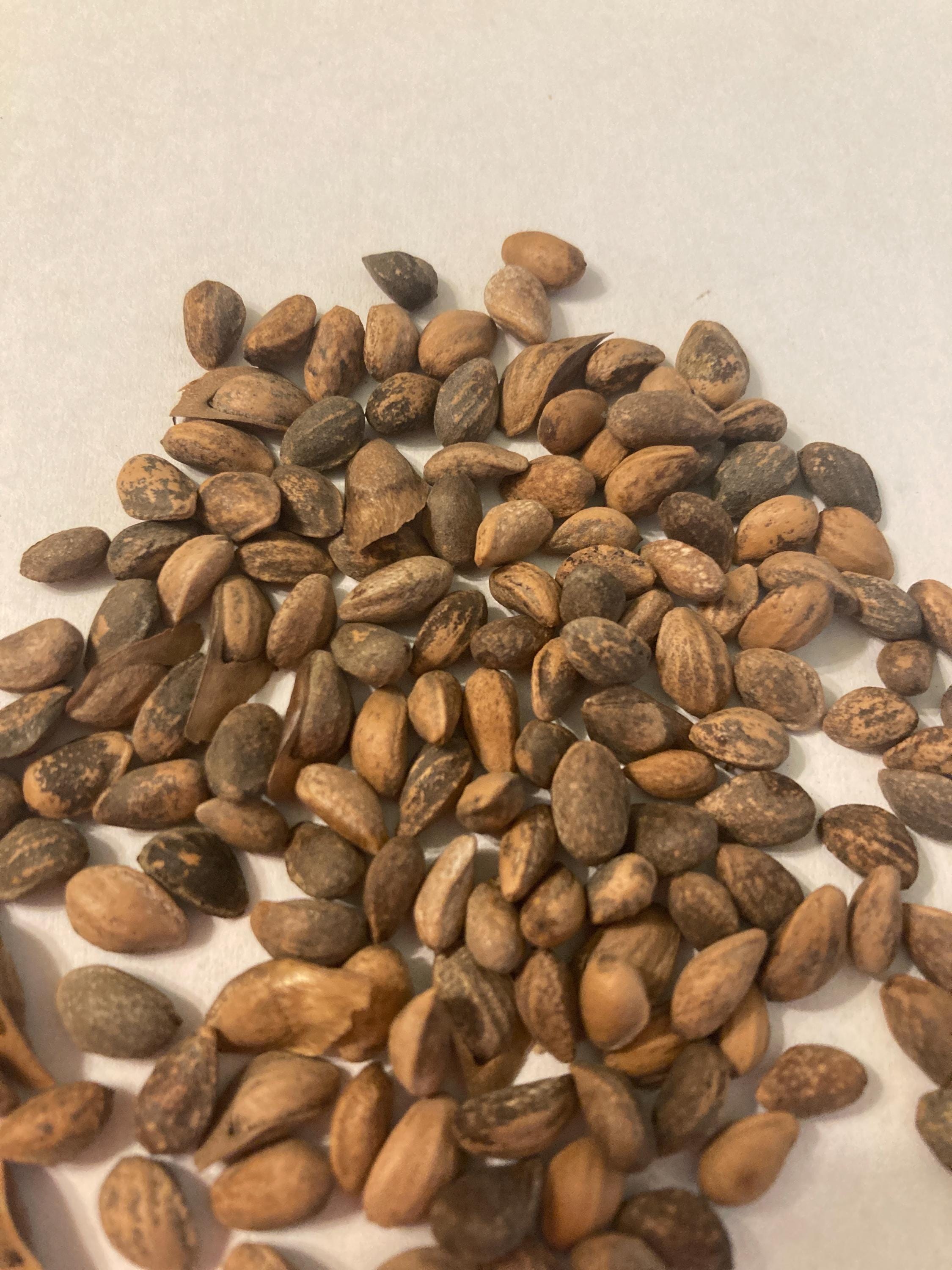 Calabrian Pine Tree Seeds (PINUS HALEPENSIS BRUTIA) ( Brutia Pine ...