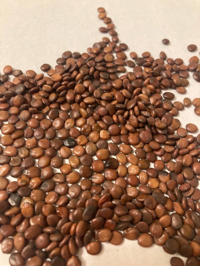 TREE & SHRUB SEEDS | TreeSeedMan.Com TREE, SHRUB & FLOWER SEEDS ...