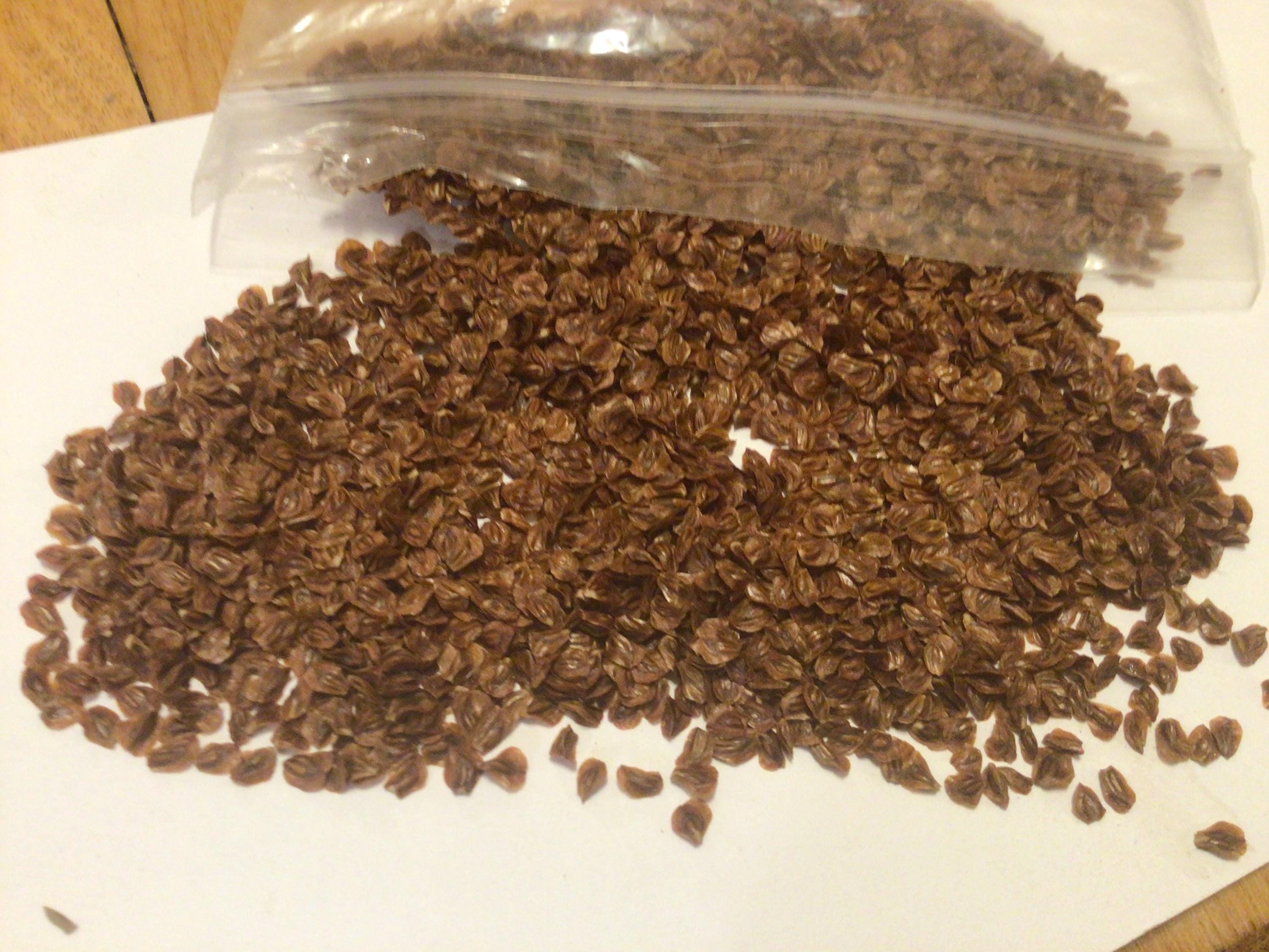 Hinoki False Cypress Tree Seeds (CHAMAECYPARIS OBTUSA) | TreeSeedMan ...
