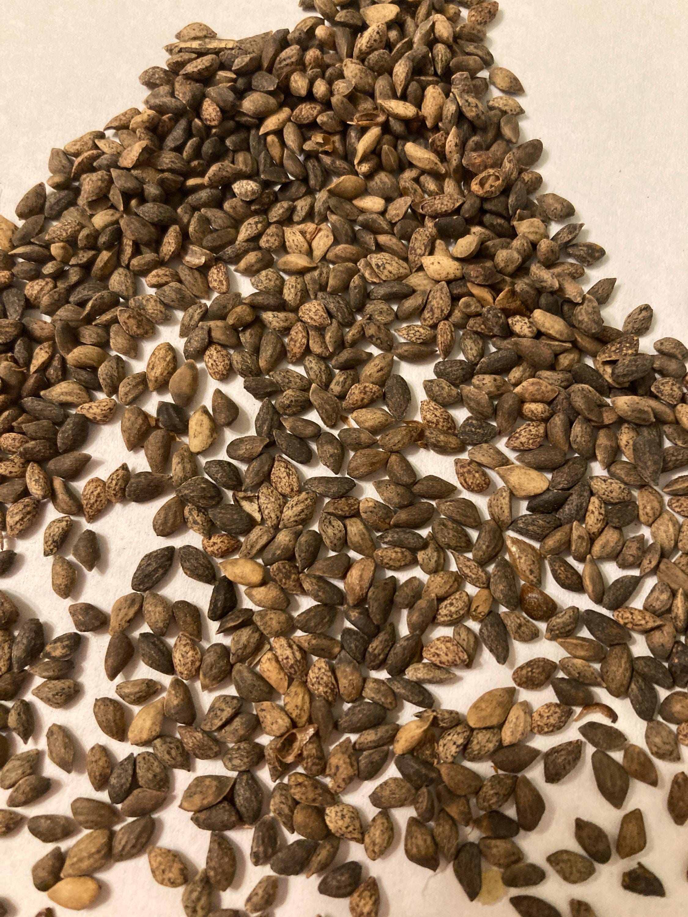 Spruce Pine Tree Seeds (PINUS GLABRA) (Florida Spruce Pine ...