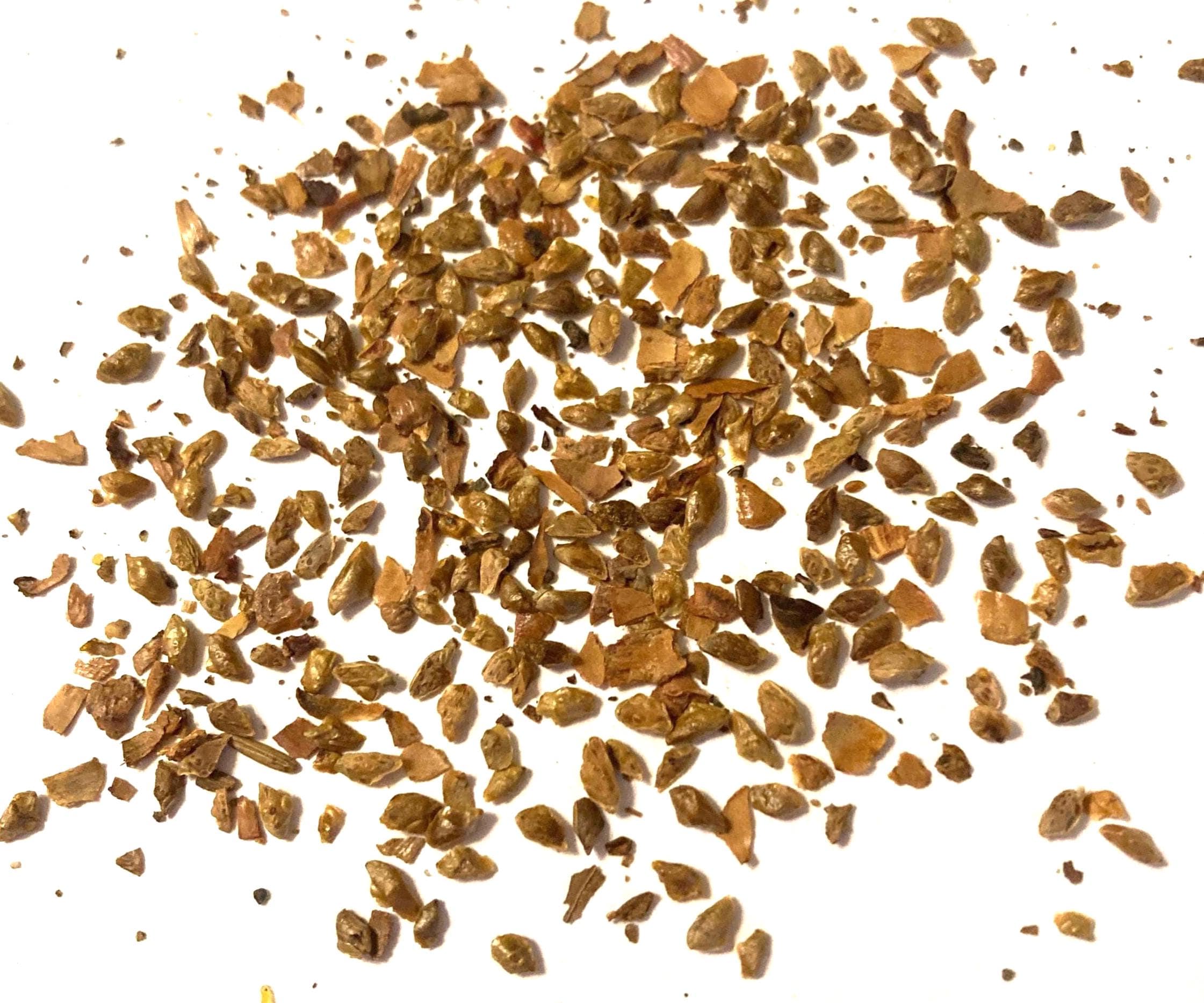 Chinese Hemlock Tree Seeds (TSUGA CHINENSIS) | TreeSeedMan.Com TREE ...