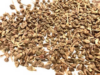 TREE & SHRUB SEEDS | TreeSeedMan.Com TREE, SHRUB & FLOWER SEEDS ...