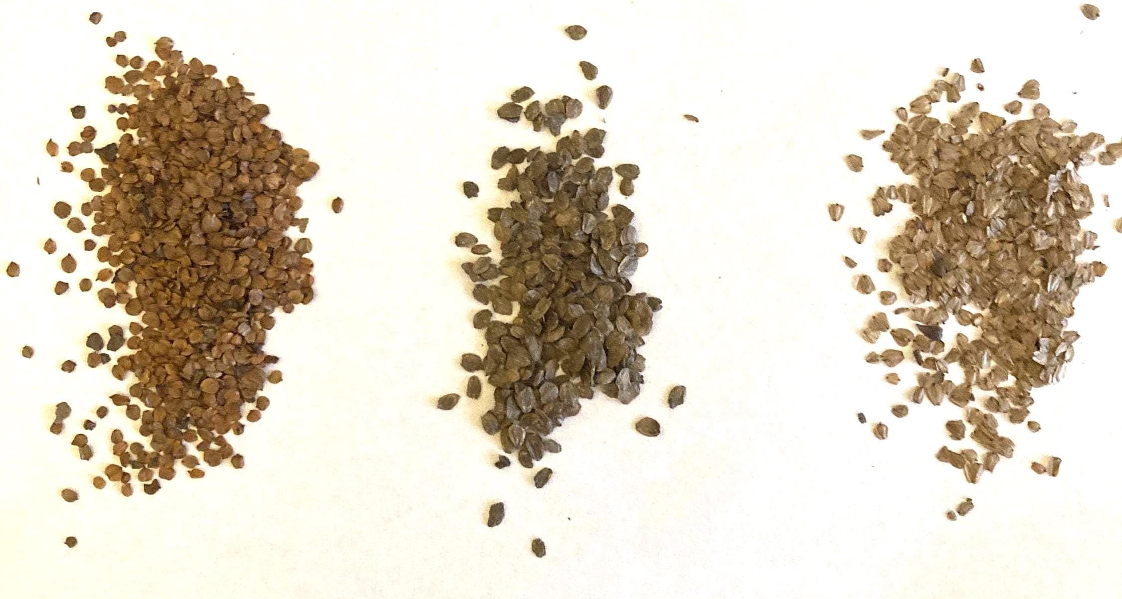 3 types of ALDER TREE SEEDS (per order randomly chosen) (Alnus genus ...