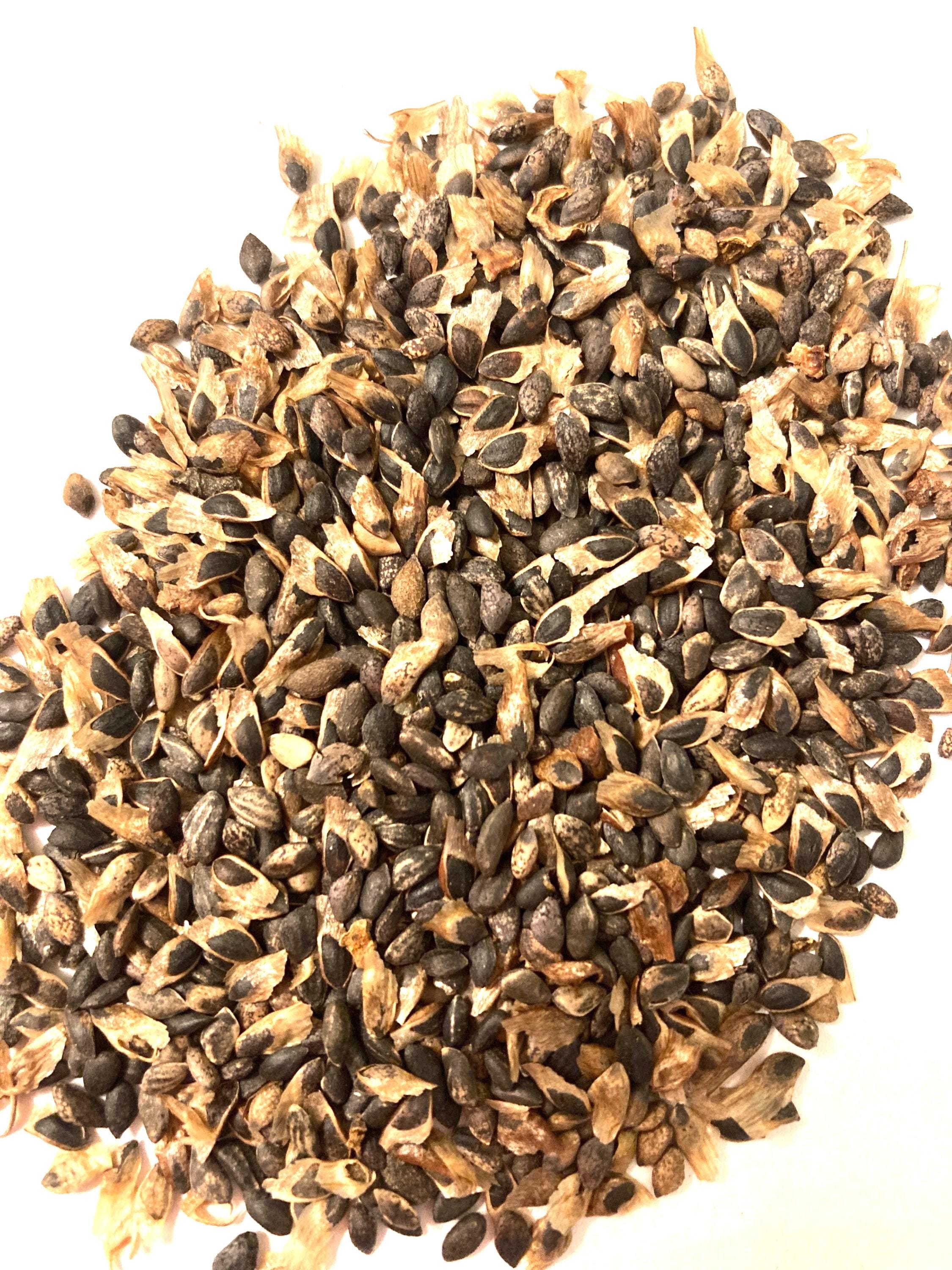 Shore Pine Tree Seeds (PINUS CONTORTA)(Beach Pine) | TreeSeedMan.Com ...