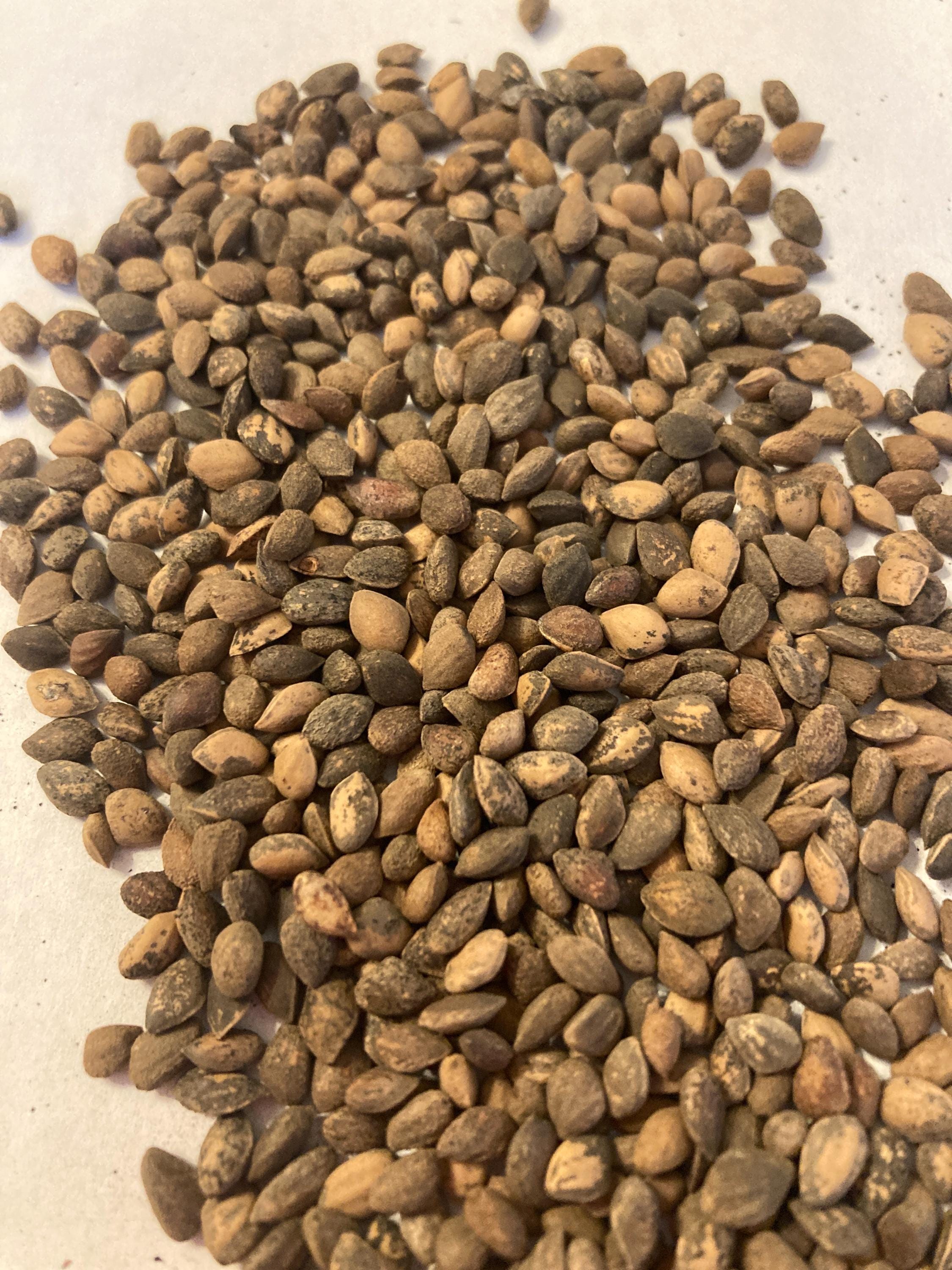 Lawson's Pine Tree Seeds (PINUS LAWSONII) | TreeSeedMan.Com TREE, SHRUB ...