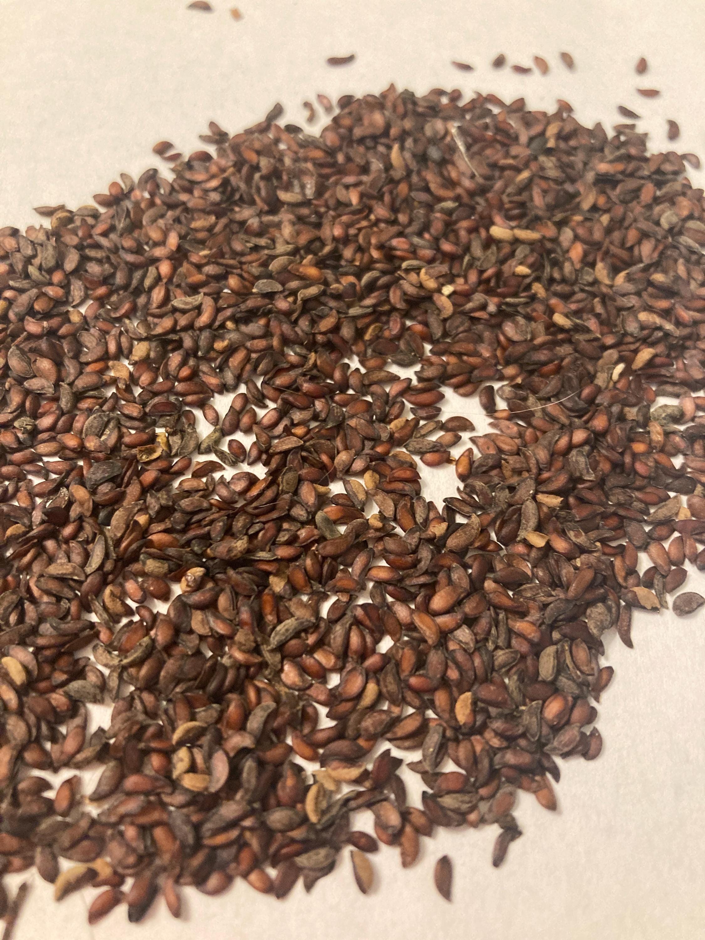 European Mountain Ash Tree Seeds (SORBUS AUCUPARIA) | TreeSeedMan.Com ...