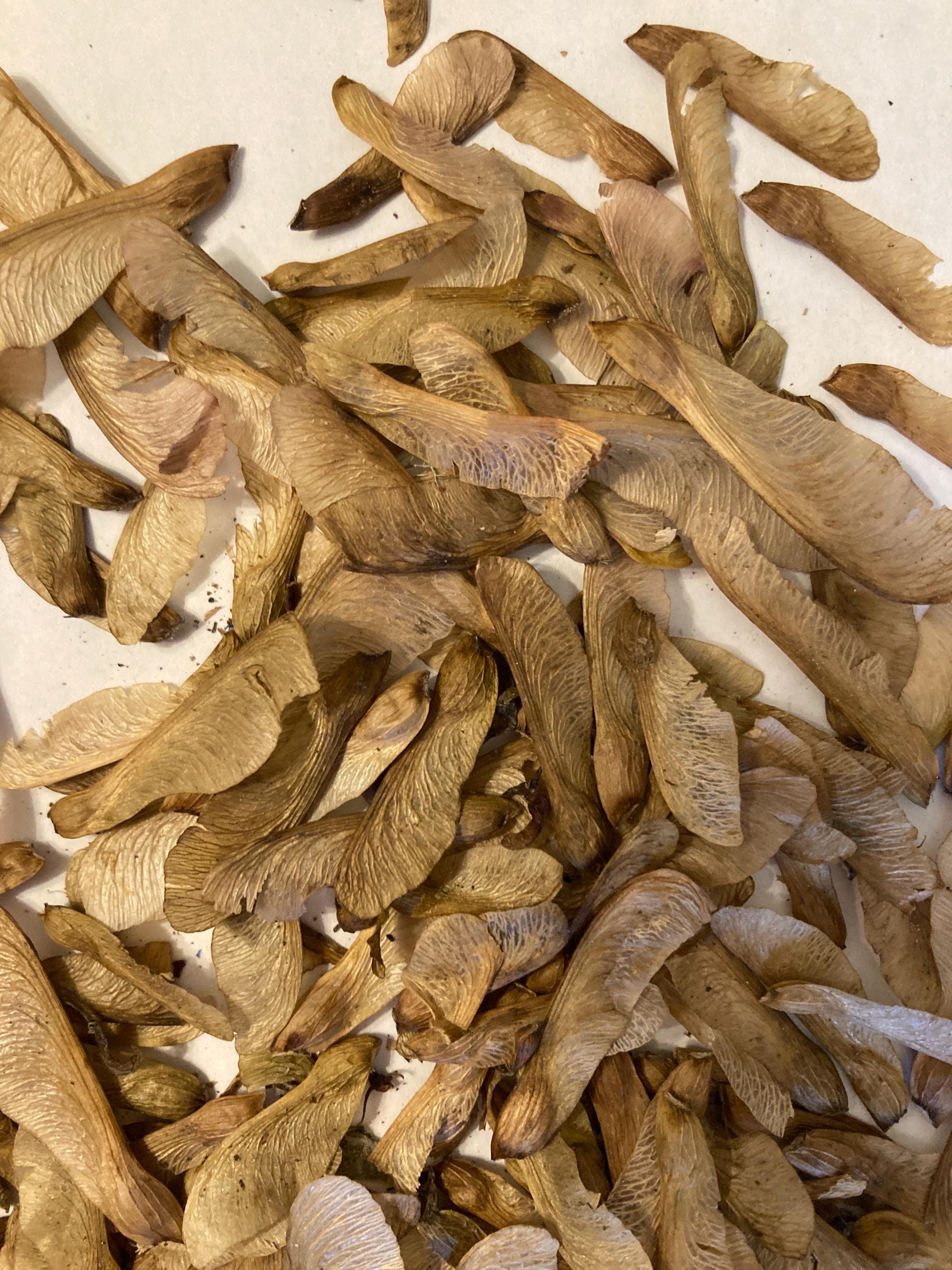 Red Maple Tree Seeds (ACER RUBRUM) (Northern) | TreeSeedMan.Com TREE ...