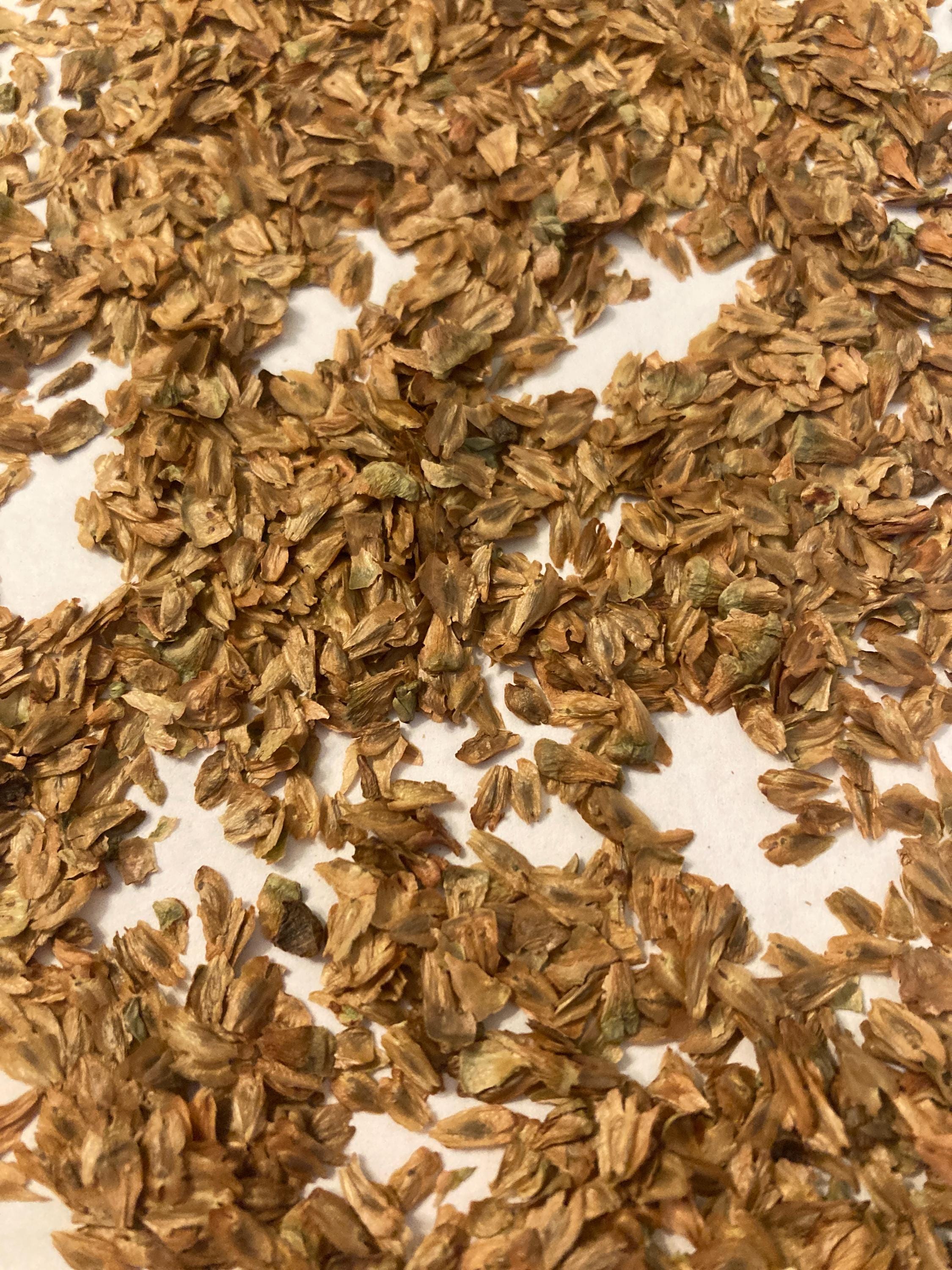 Chinese Coffin Tree Seeds (TAIWANIA CRYPTOMERIOIDES) (Coffin Tree ...