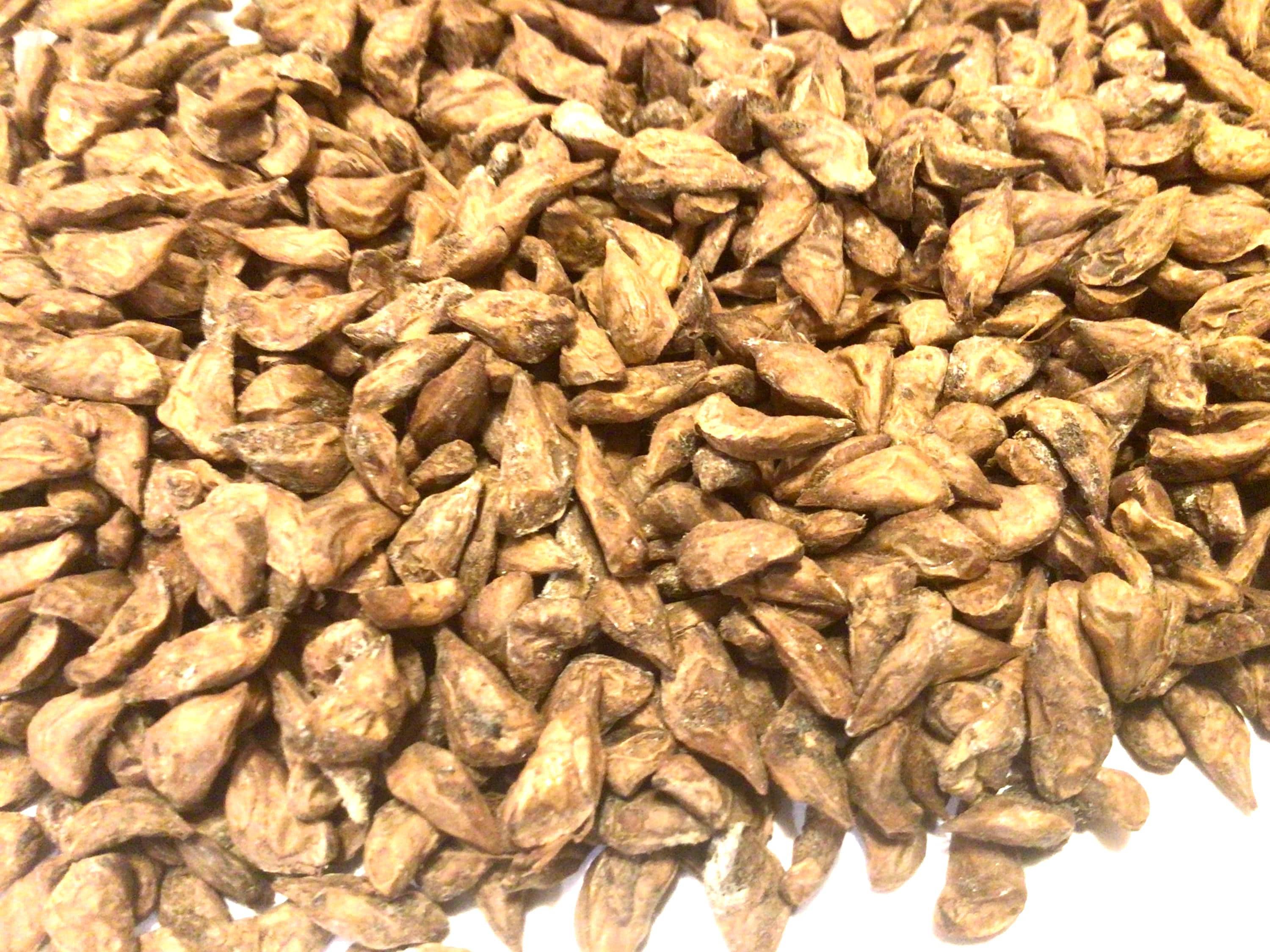 Cedar of Lebanon Tree Seeds (CEDRUS LIBANI) (Lebanese Cedar ...