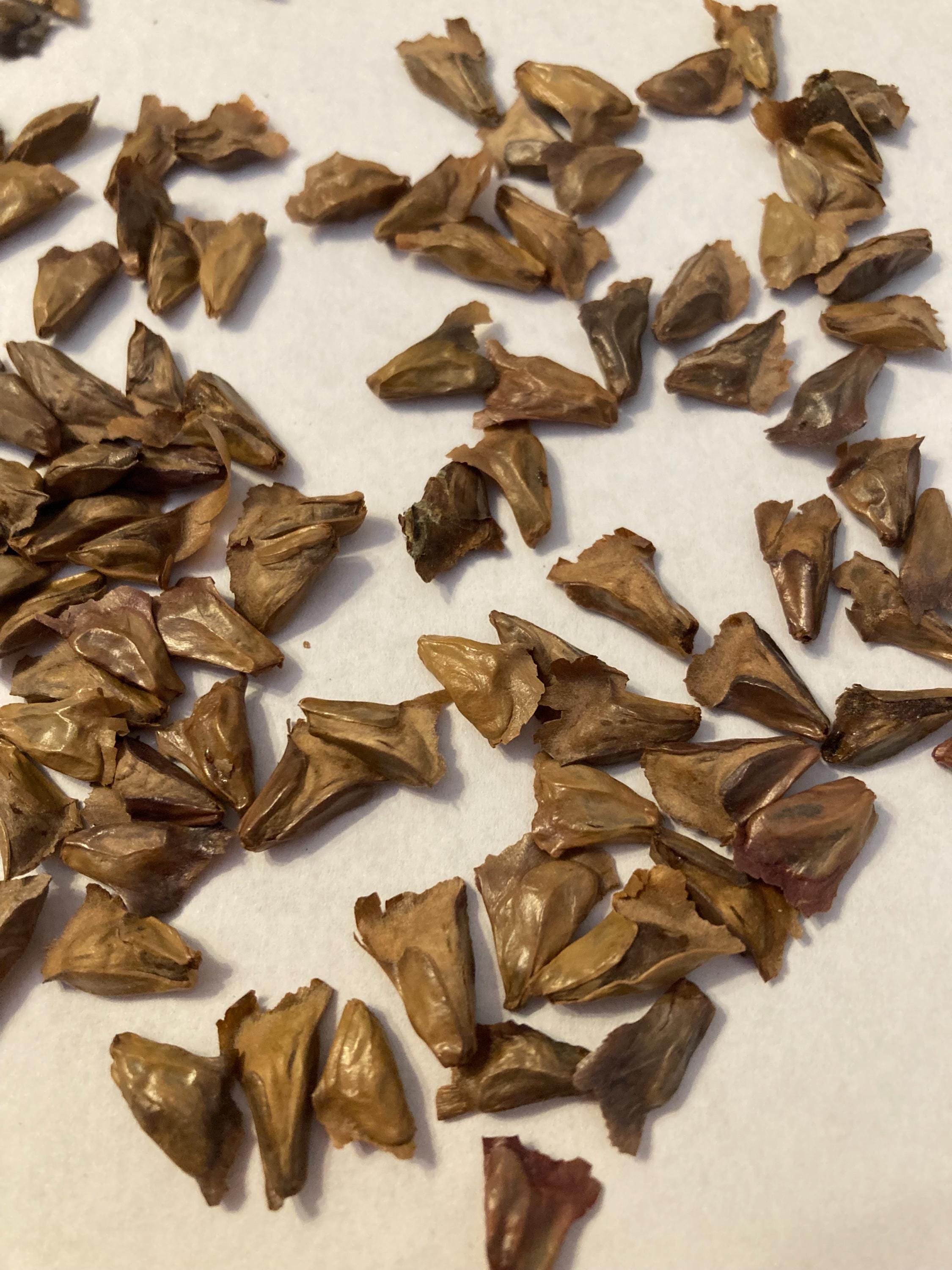 Cadillac Fir Tree Seeds (ABIES BORNMULLERIANA) (Bornmuller Fir, Turkish ...