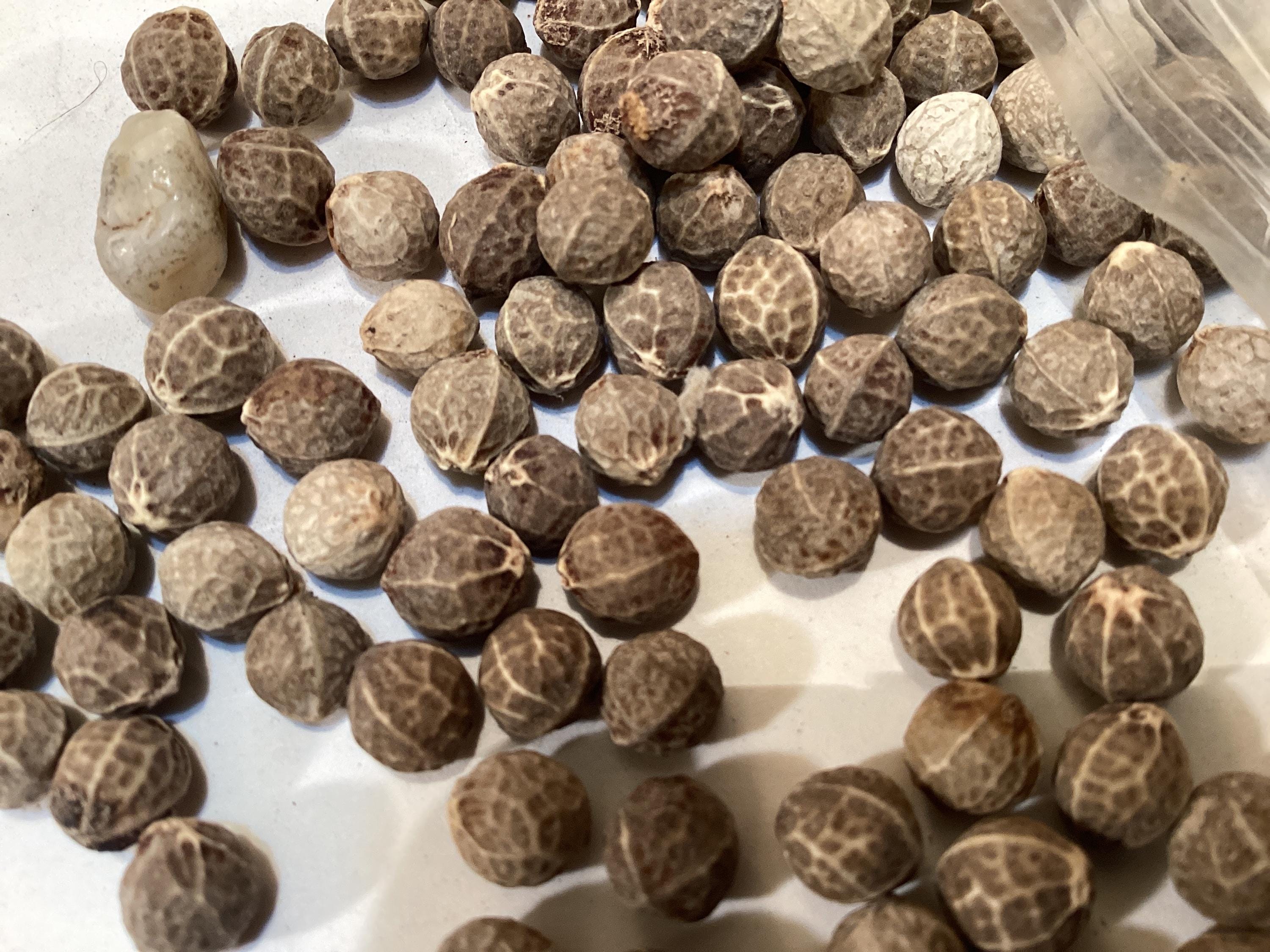 3 types of HACKBERRY TREE SEEDS Bundle Deal (Celtis Genus ...