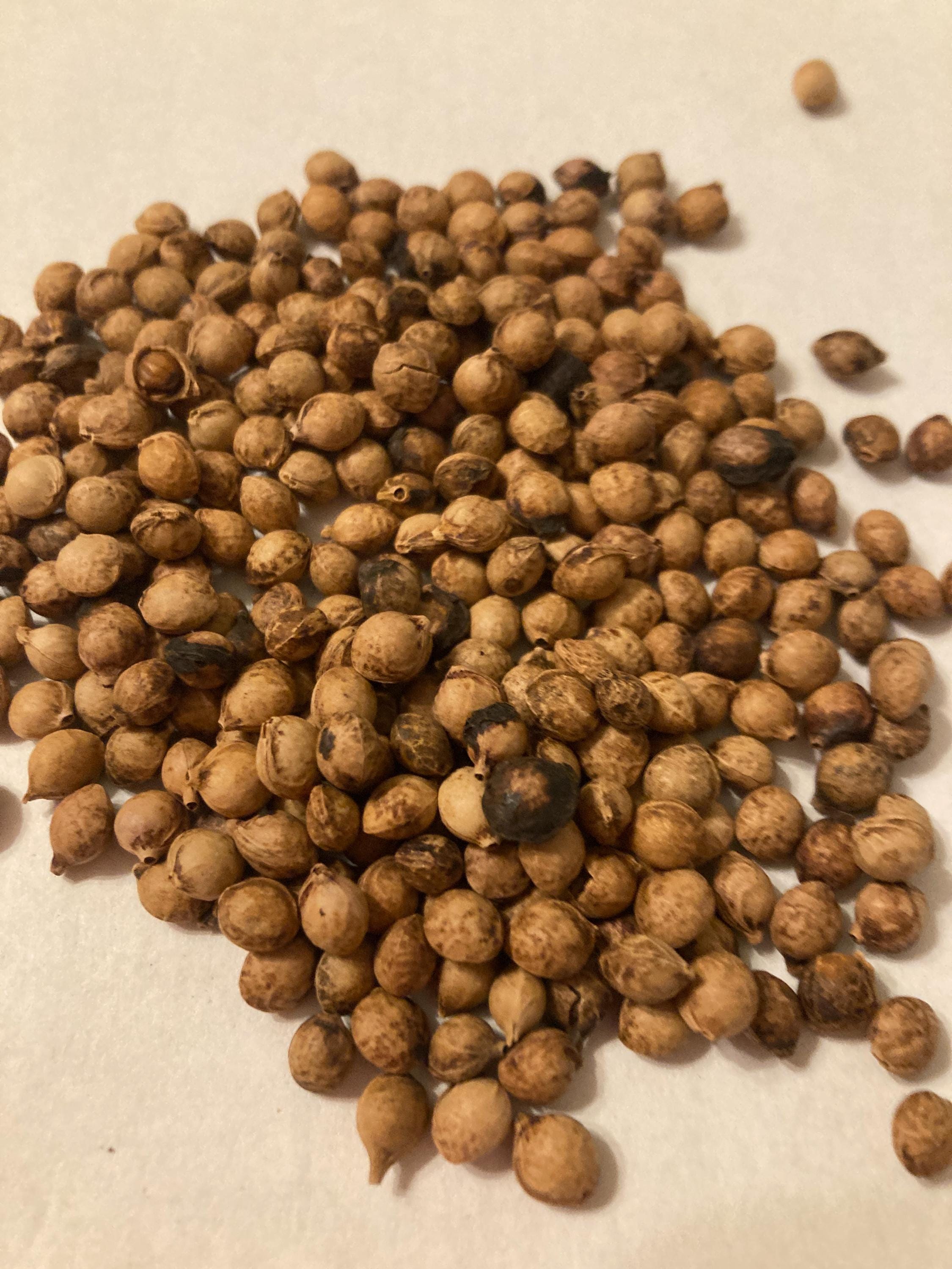 Timber Cherry Tree Seeds (PRUNUS SEROTINA) (Black Cherry, Wild Black ...