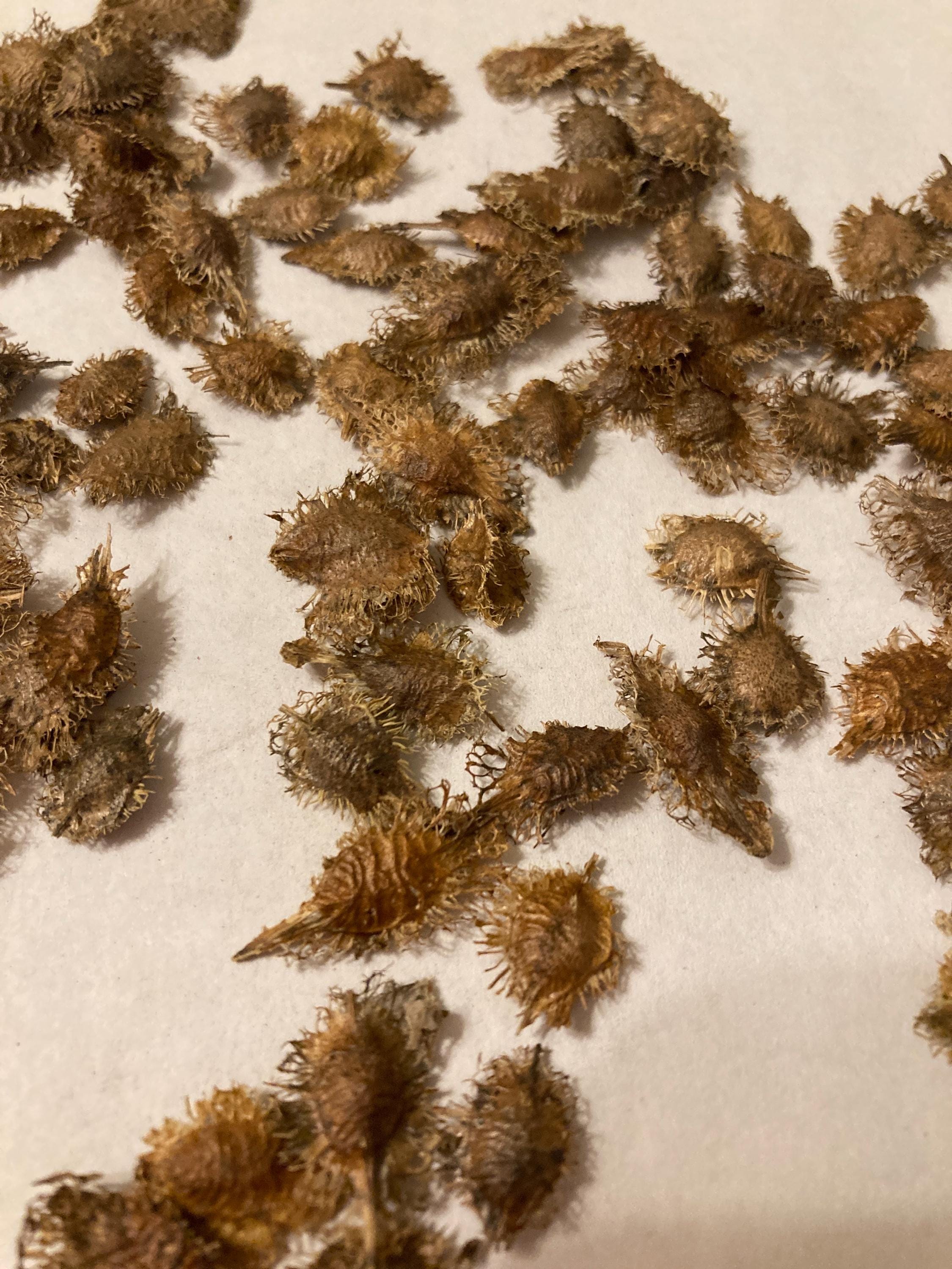 Skunk Bush Shrub Seeds (PTELEA TRIFOLIATA) (Stinking Ash, Wafer Ash ...