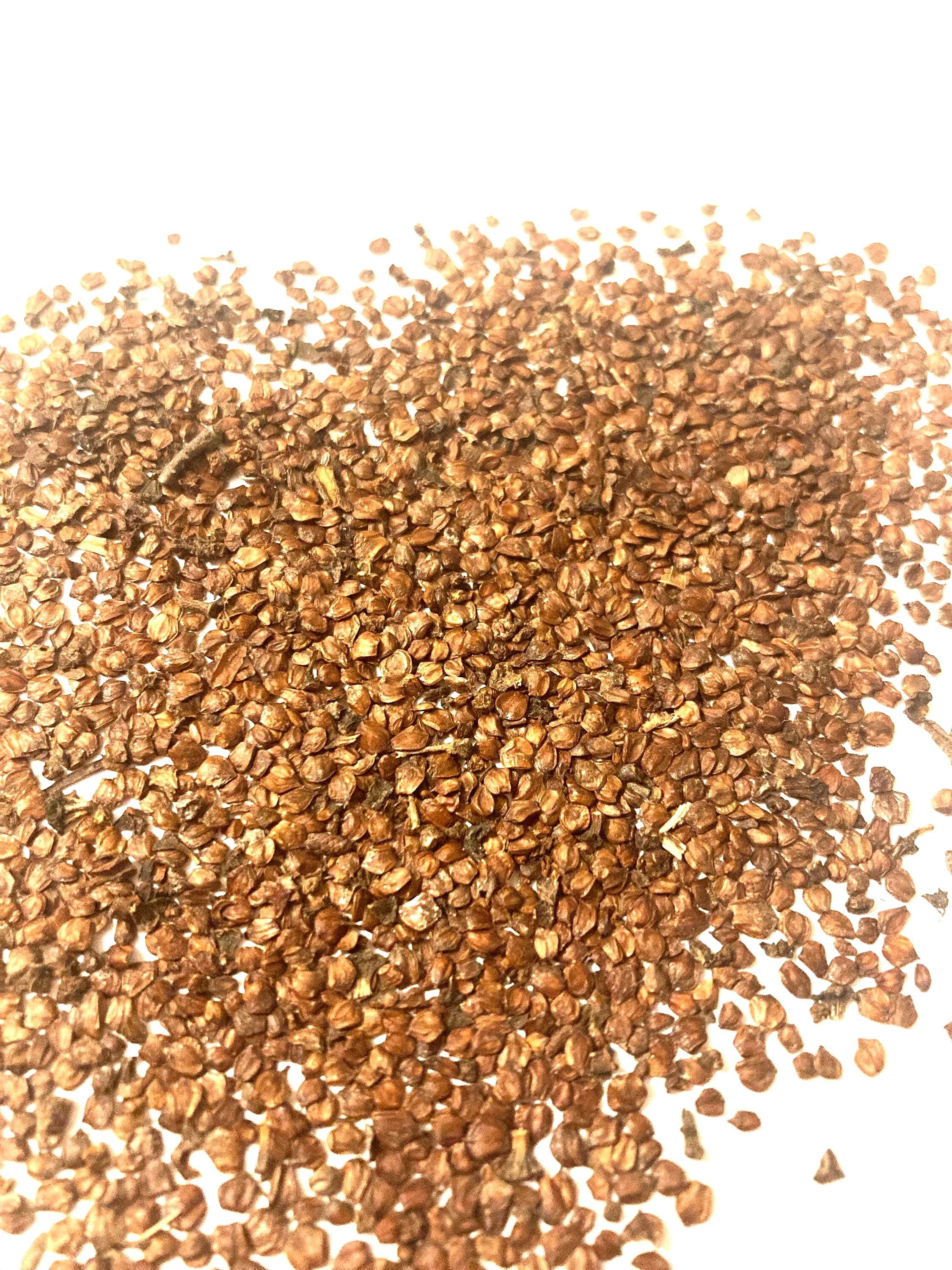 Black Alder Tree Seeds (ALNUS GLUTINOSA) (European Alder) | TreeSeedMan ...