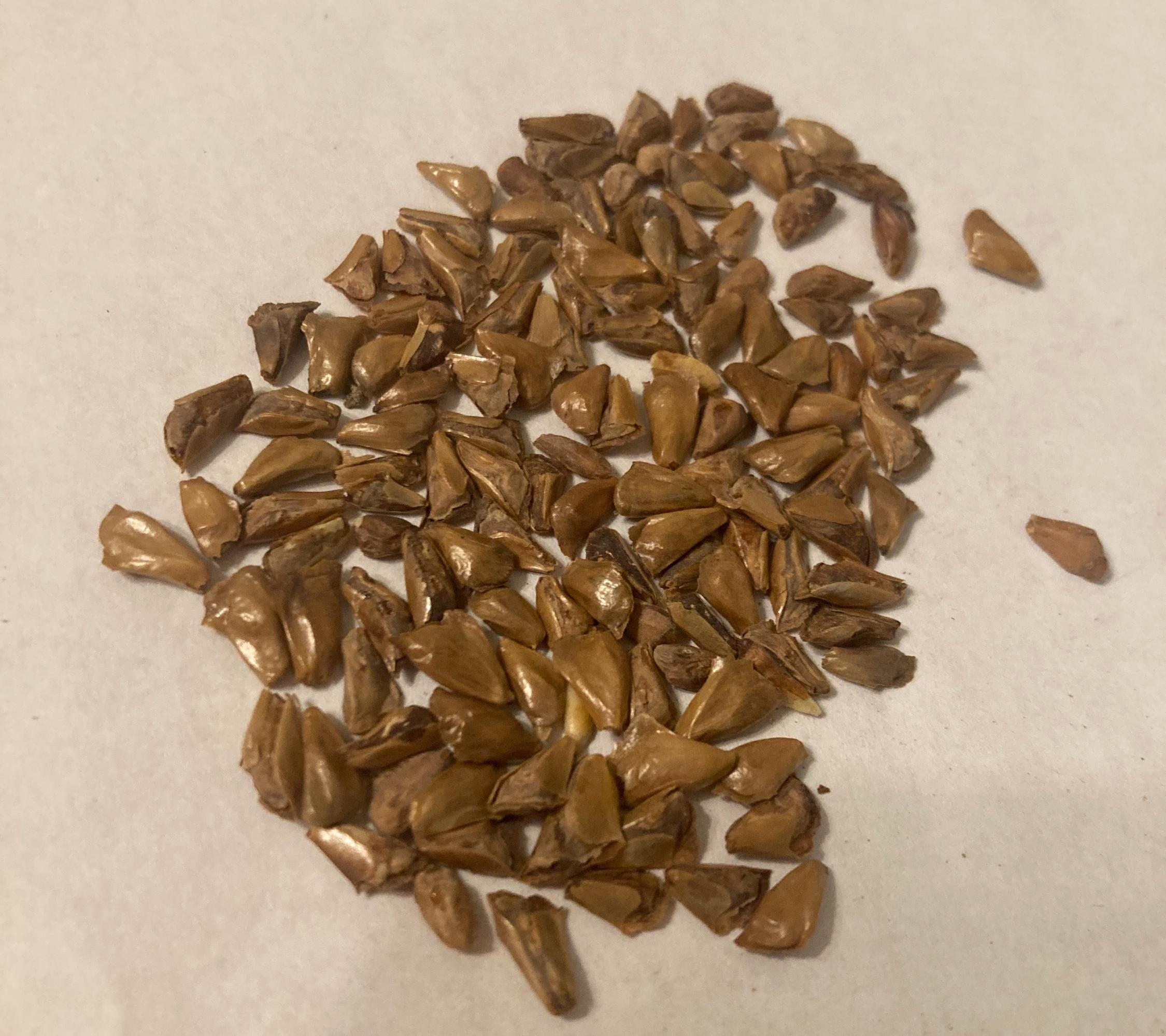 Alpine Fir Tree Seeds (Abies Lasiocarpa) | TreeSeedMan.Com TREE, SHRUB ...