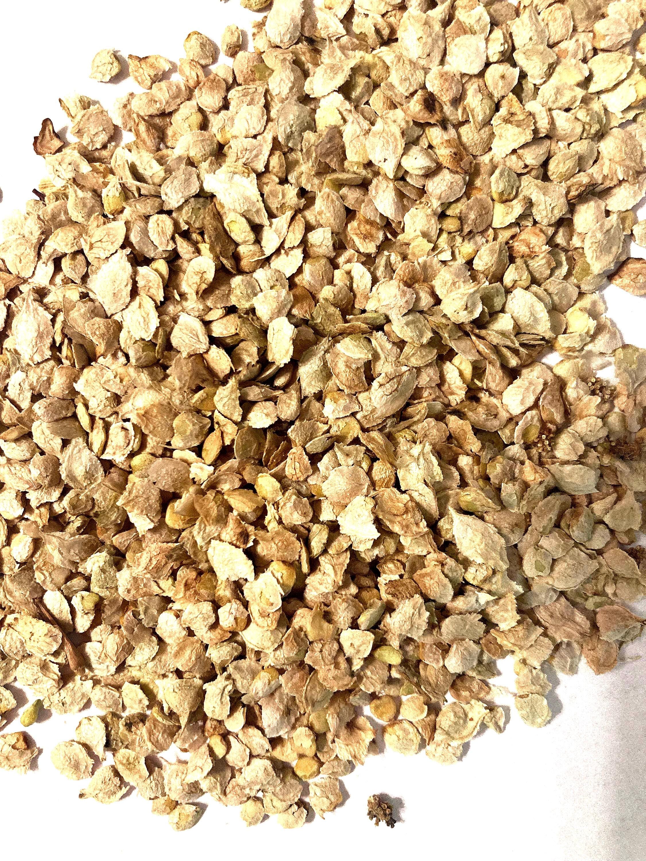 Siberian Elm Tree Seeds (ULMUS PUMILA) (Dwarf Elm) (Asiatic Elm ...