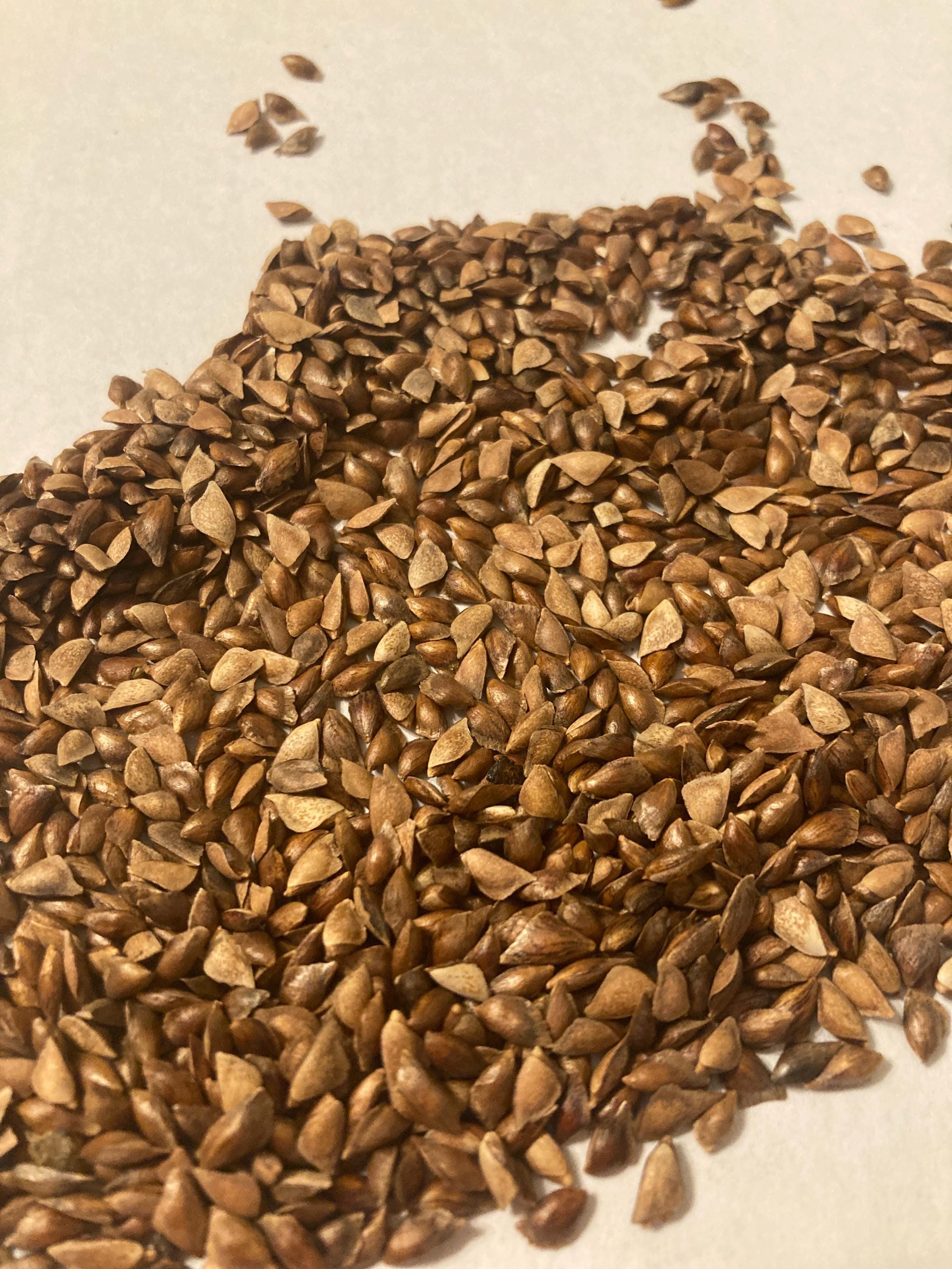 Blue Needled Douglas Fir Tree Seeds (PSEUDOTSUGA TAXIFOLIA Glauca ...