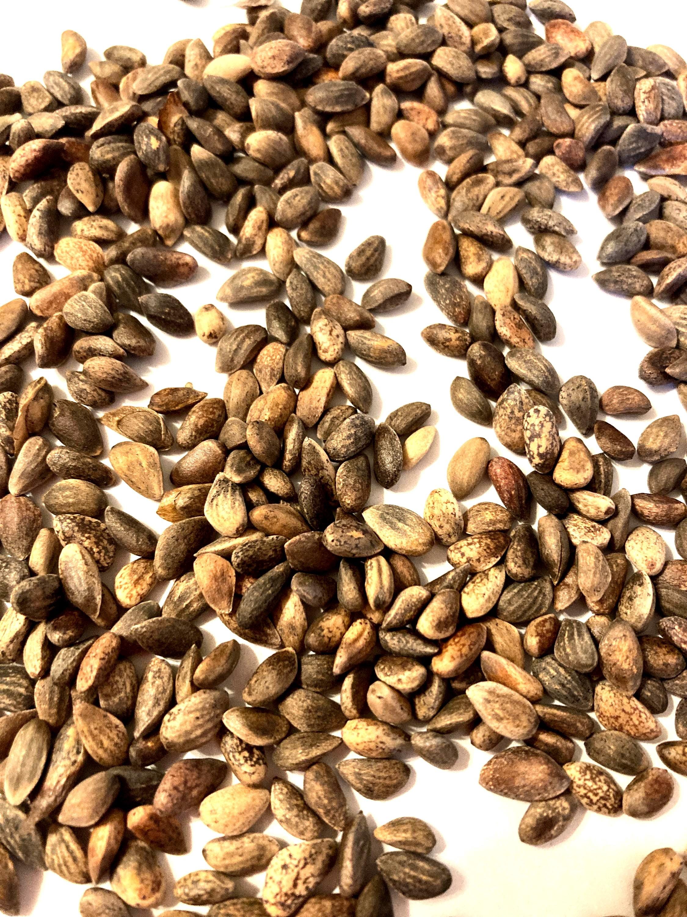 Southern Chinese Pine Tree Seeds (PINUS TABULIFORMIS) (Chinese Table ...