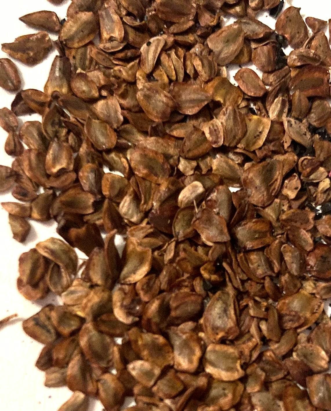 Redwood Tree Seeds (SEQUOIA SEMPERVIRENS) (California Redwood) (Coast ...