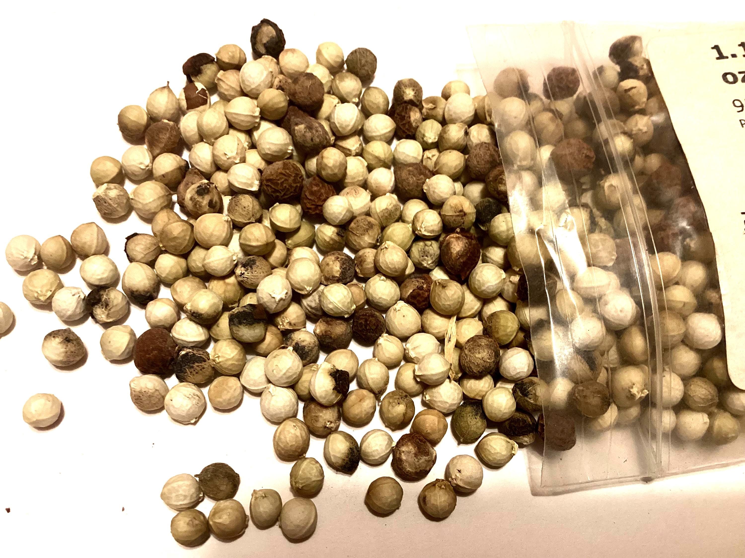 Oriental Hackberry Tree Seeds (CELTIS TOURNEFORTII) | TreeSeedMan.Com ...