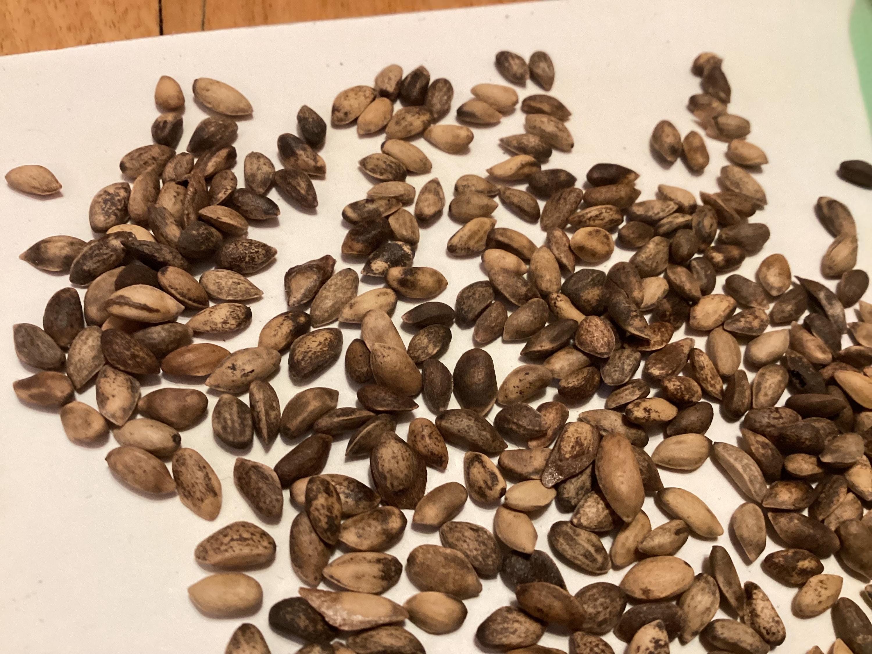 European Black Pine Tree Seeds (PINUS NIGRA) (Austrian Pine ...