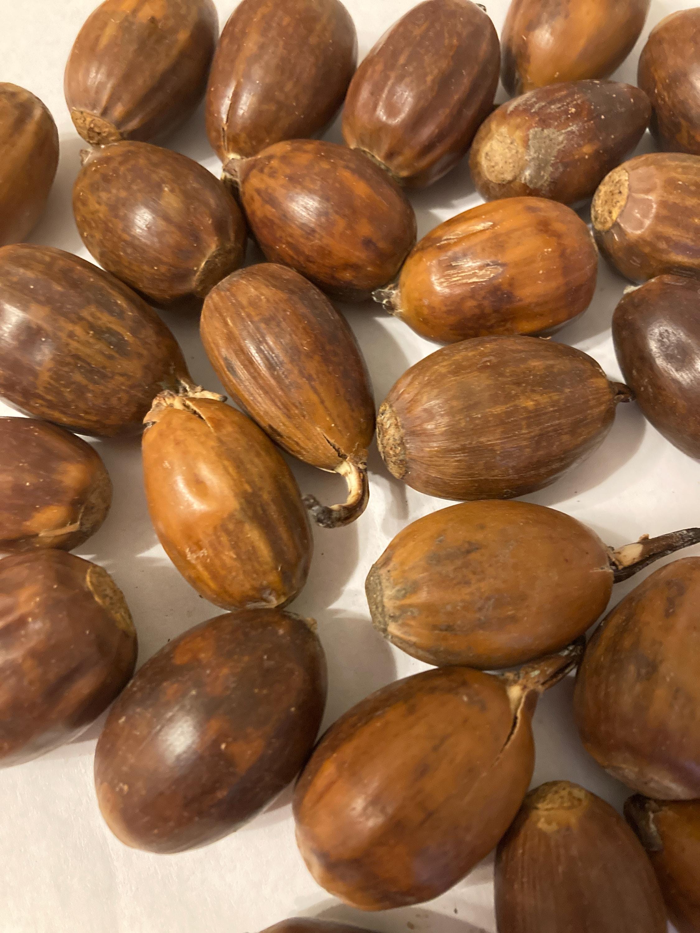 Chestnut Oak Tree Seeds (QUERCUS MONTANA) | TreeSeedMan.Com TREE, SHRUB ...