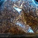 TREE & SHRUB SEEDS | TreeSeedMan.Com TREE, SHRUB & FLOWER SEEDS ...