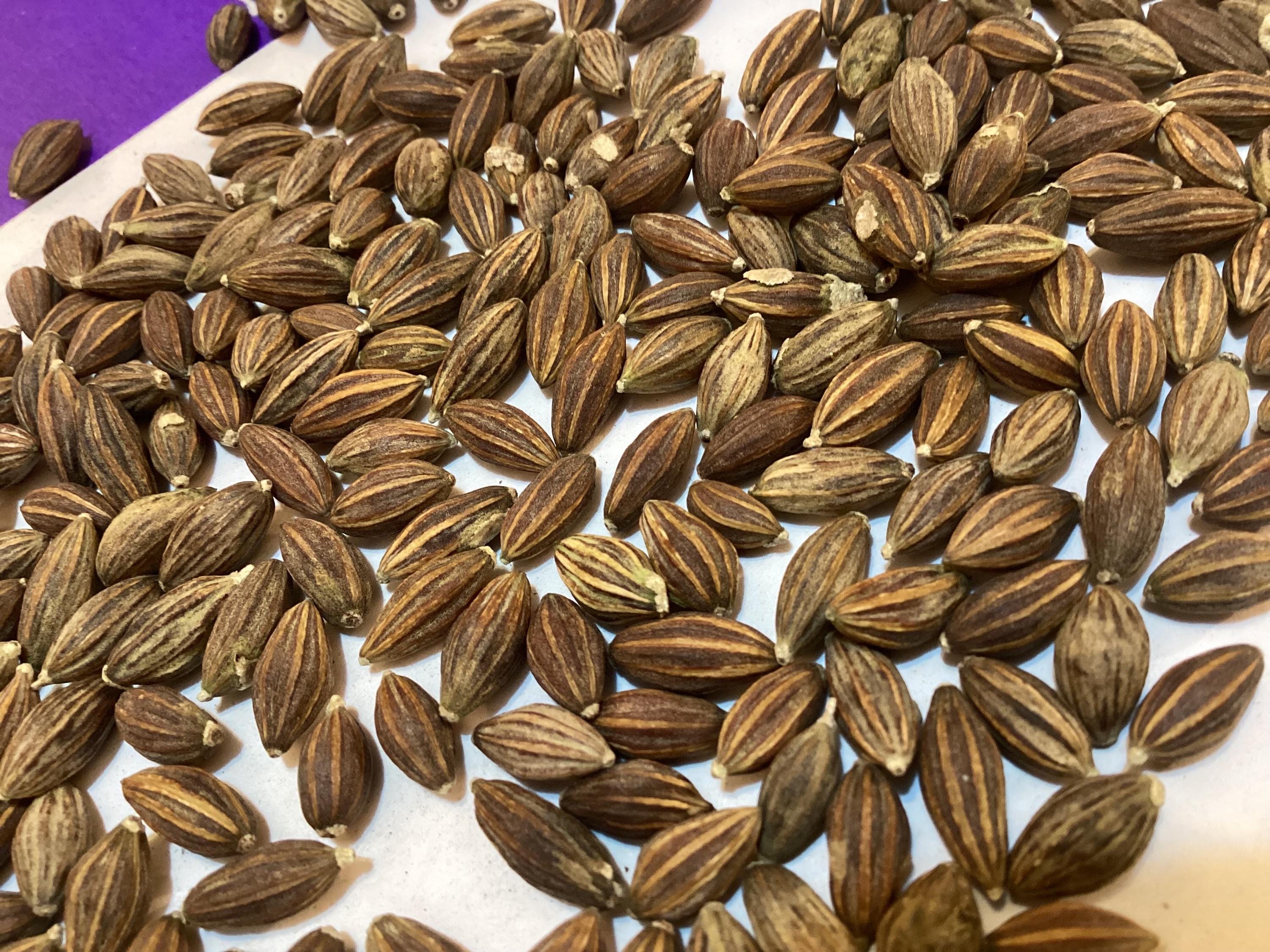 2 Random Seed Packets of Seeds (Tree, Shrub and Vine) | TreeSeedMan.Com ...