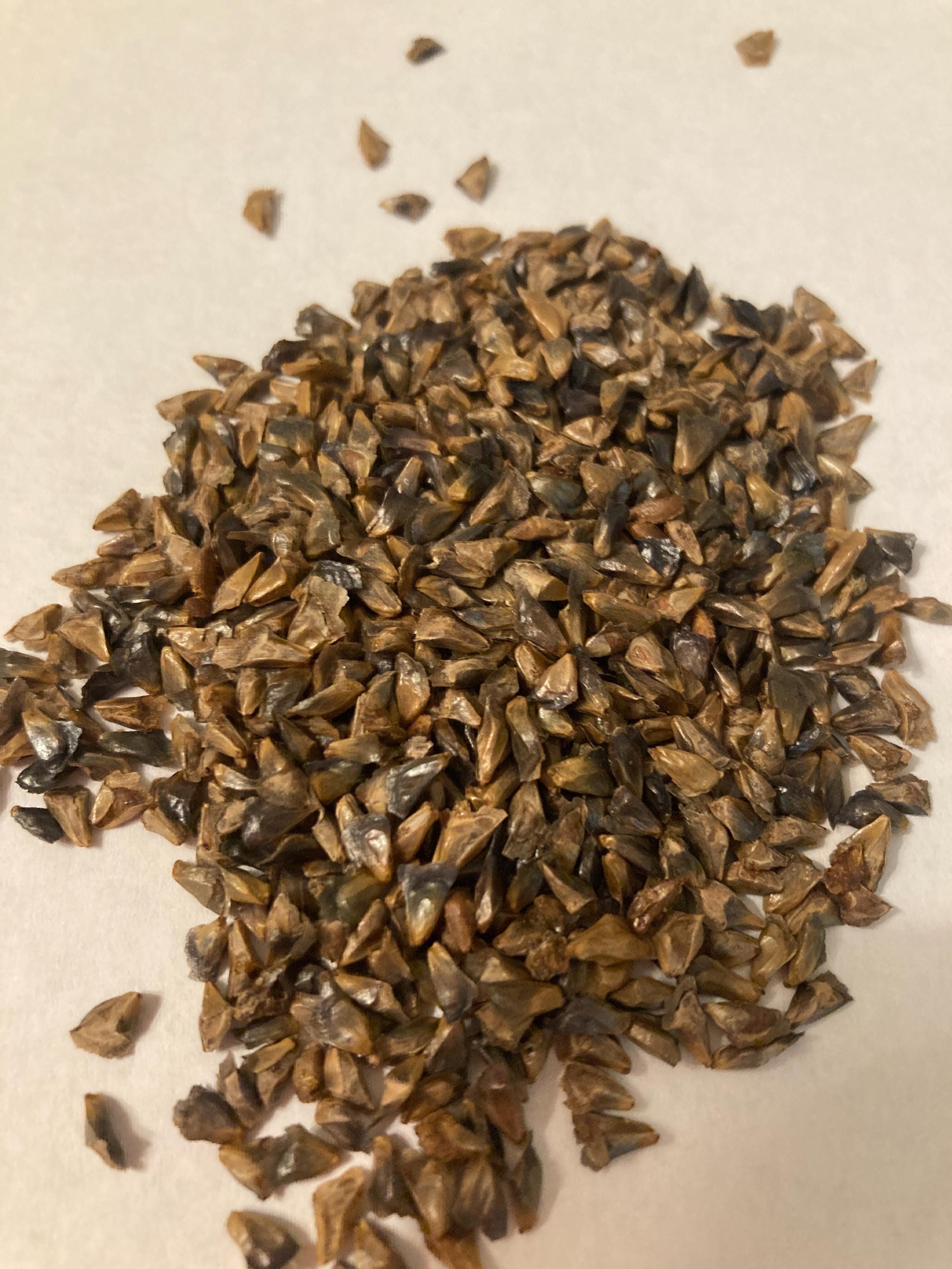 Balsam Fir Tree Seeds (Abies Balsamea) | TreeSeedMan.Com TREE, SHRUB ...