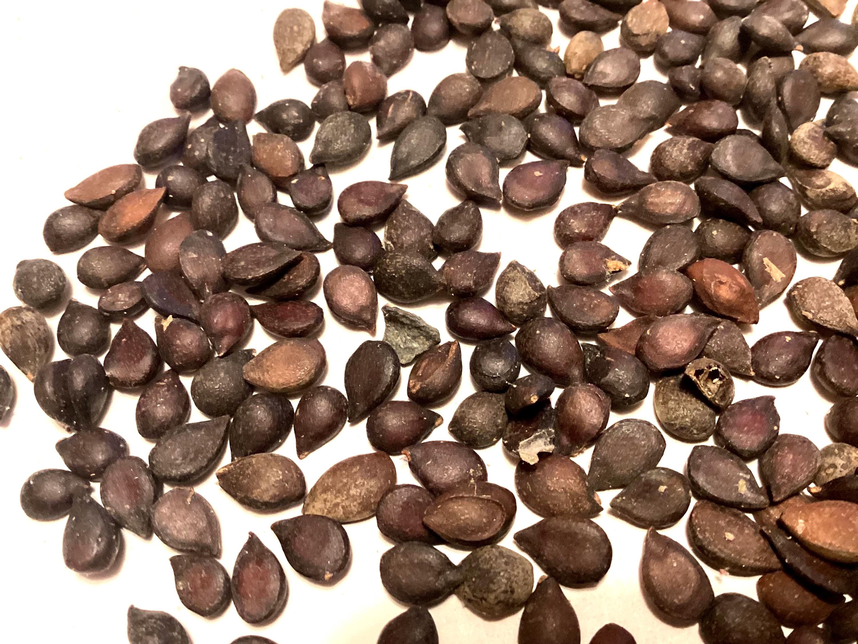 Chinese Pear Tree Seeds (Pyrus Ussuriensis) | TreeSeedMan.Com TREE ...