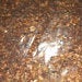 Mexican white cedar tree seeds. (Cedar-of-Goa)(Mexican cypress ...