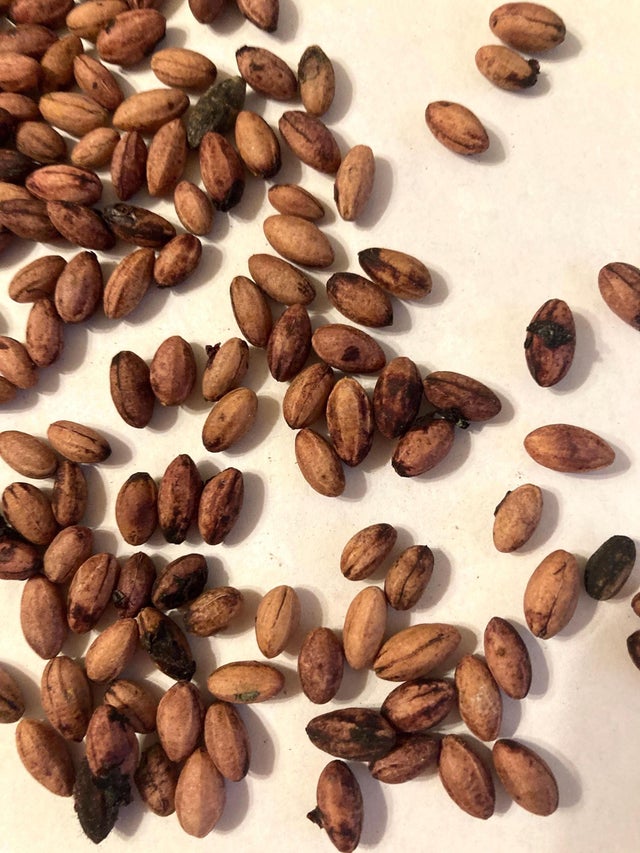 TREE, SHRUB, VINE & FLOWER SEEDS FOR SALE | TreeSeedMan.Com TREE, SHRUB ...