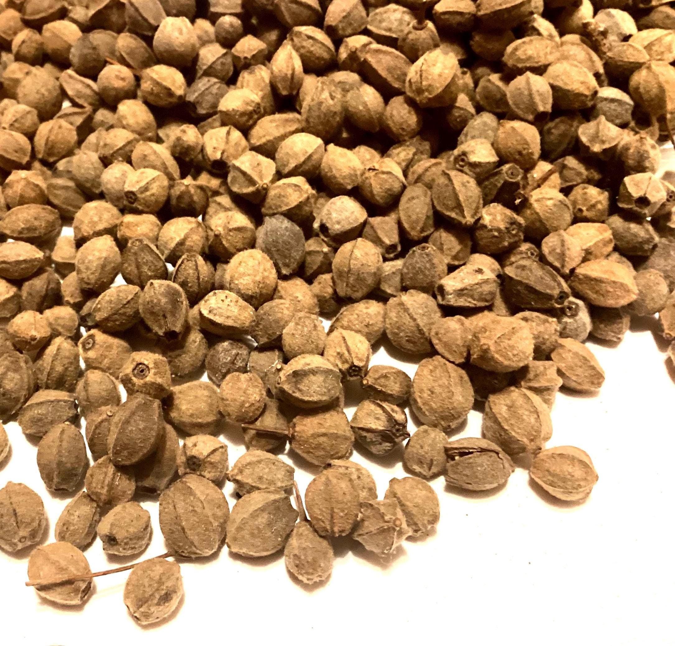 Large-Leaved Lime Tree Seeds (TILIA PLATYPHYLLOS) (Big-Leaved Linden ...