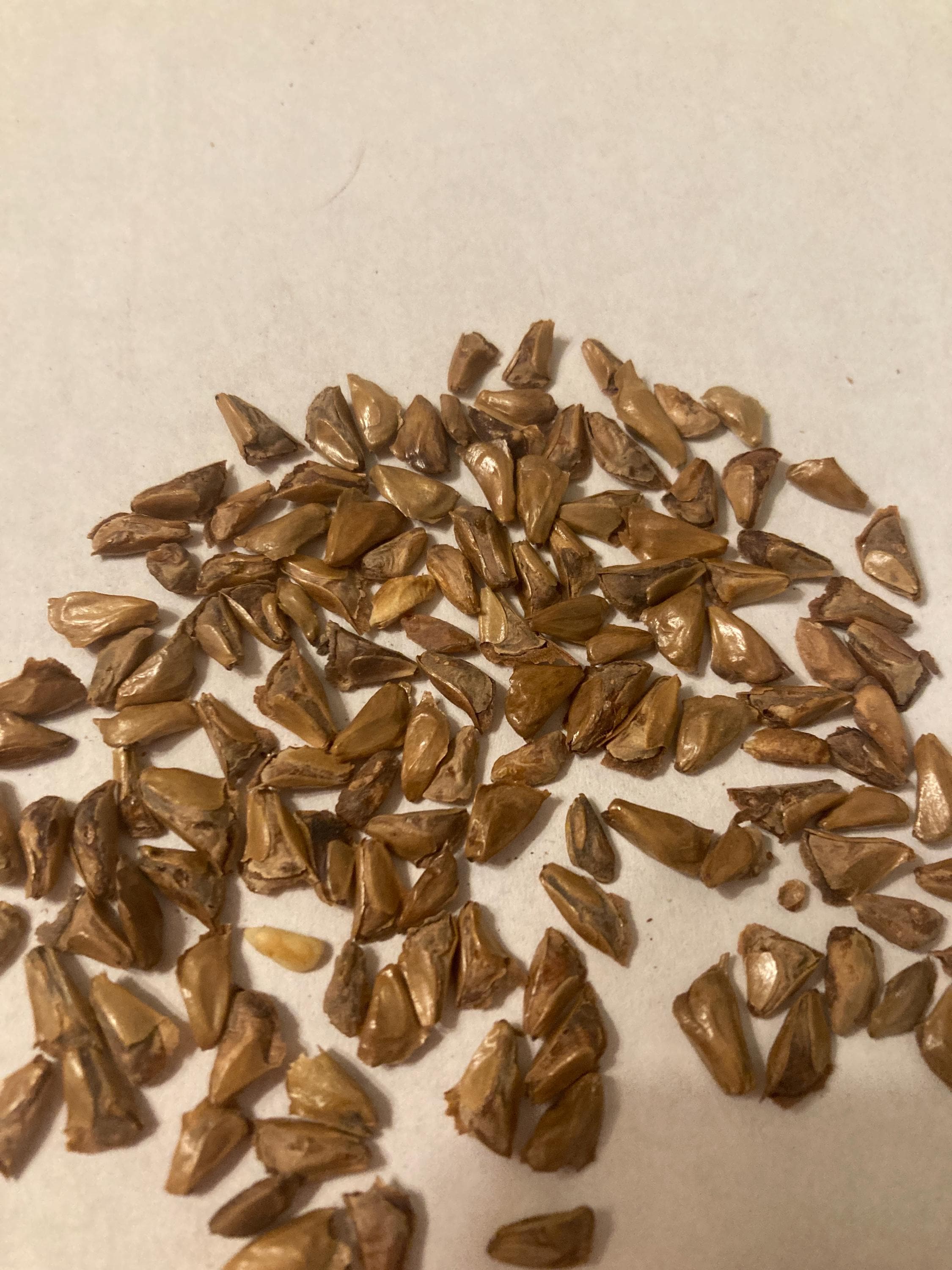 Western Balsam Fir Tree Seeds (ABIES LASIOCARPA) ( Subalpine Fir, Rocky ...