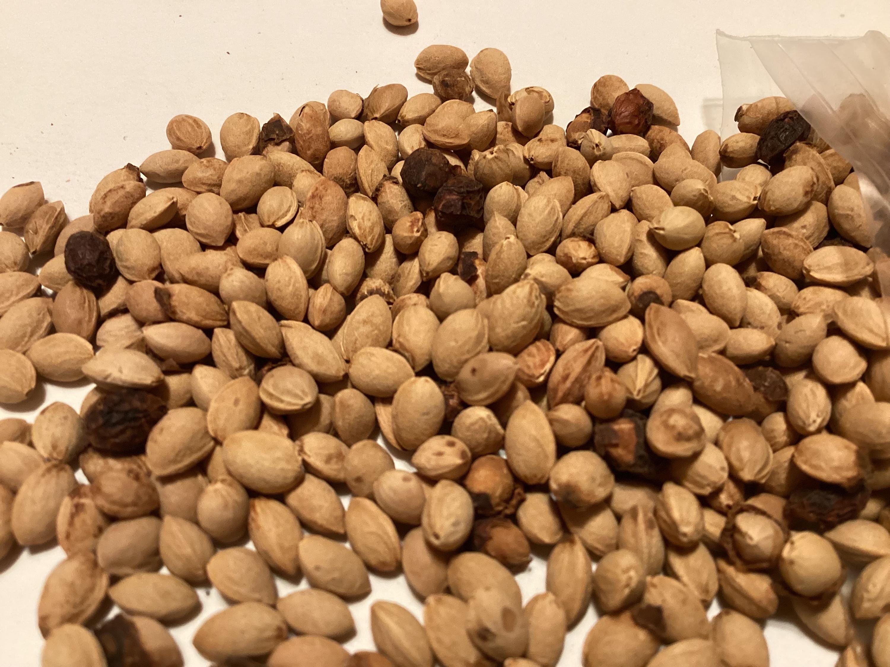 Bitter Cherry Tree Seeds (PRUNUS EMARGINATA) | TreeSeedMan.Com TREE ...