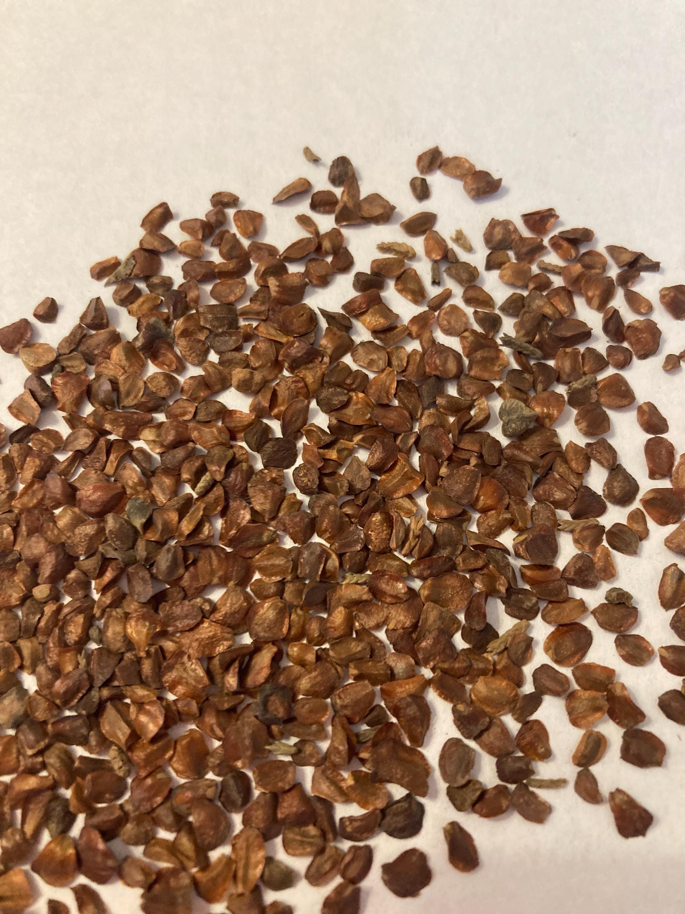 Funeral Cypress Tree Seeds (Cupressus Funebris) | TreeSeedMan.Com TREE ...