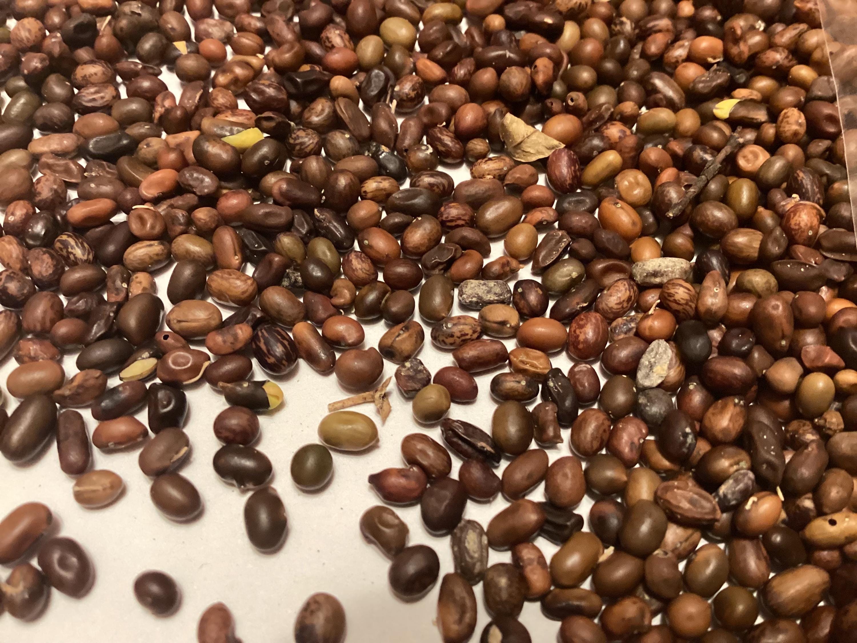 Siberian Peashrub Seeds (CARAGANA ARBORESCENS) ( Siberian Pea Tree ...