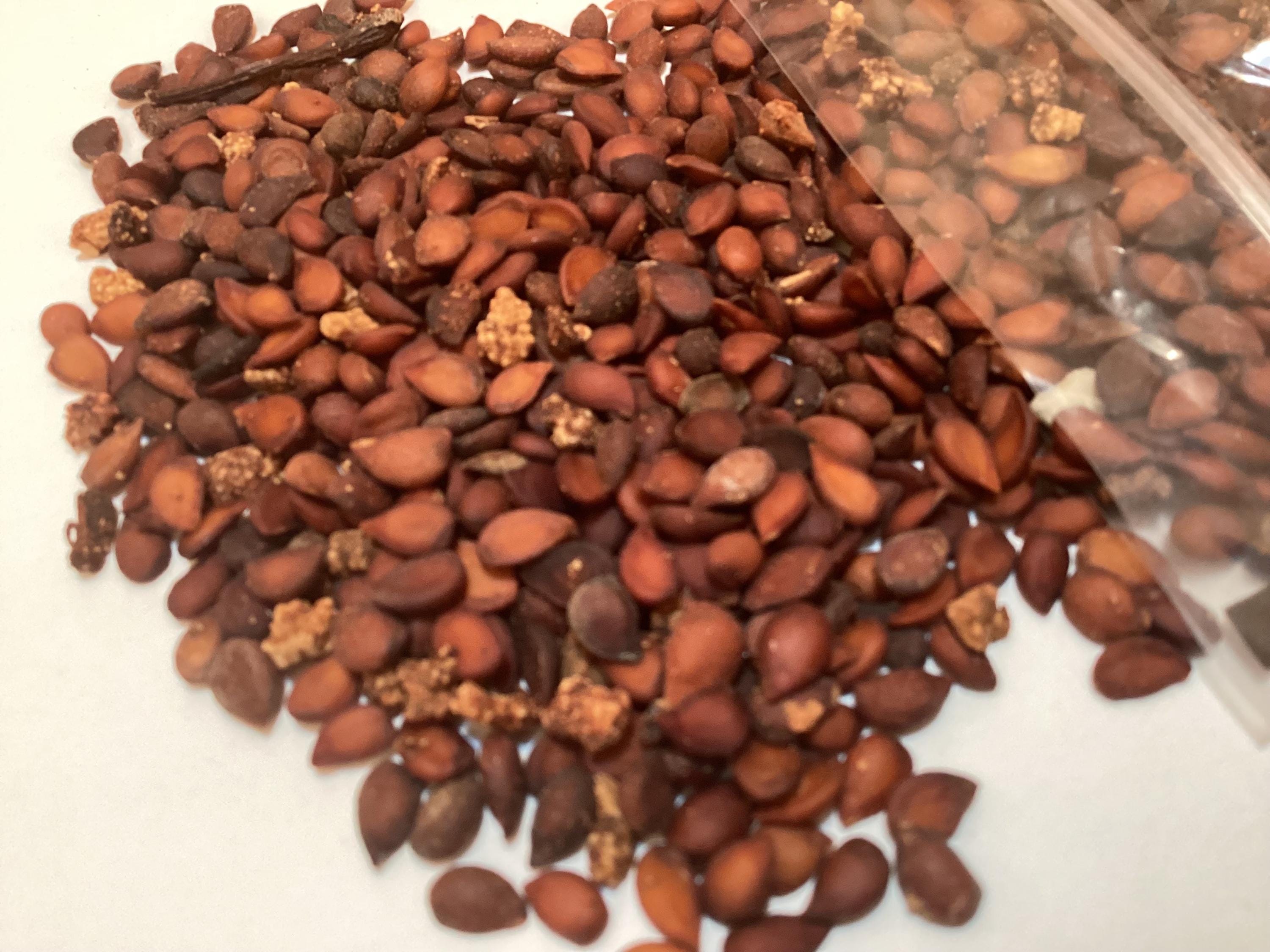 Common Pear Tree Seeds (PYRUS COMMUNIS) (Domestic Pear) | TreeSeedMan ...