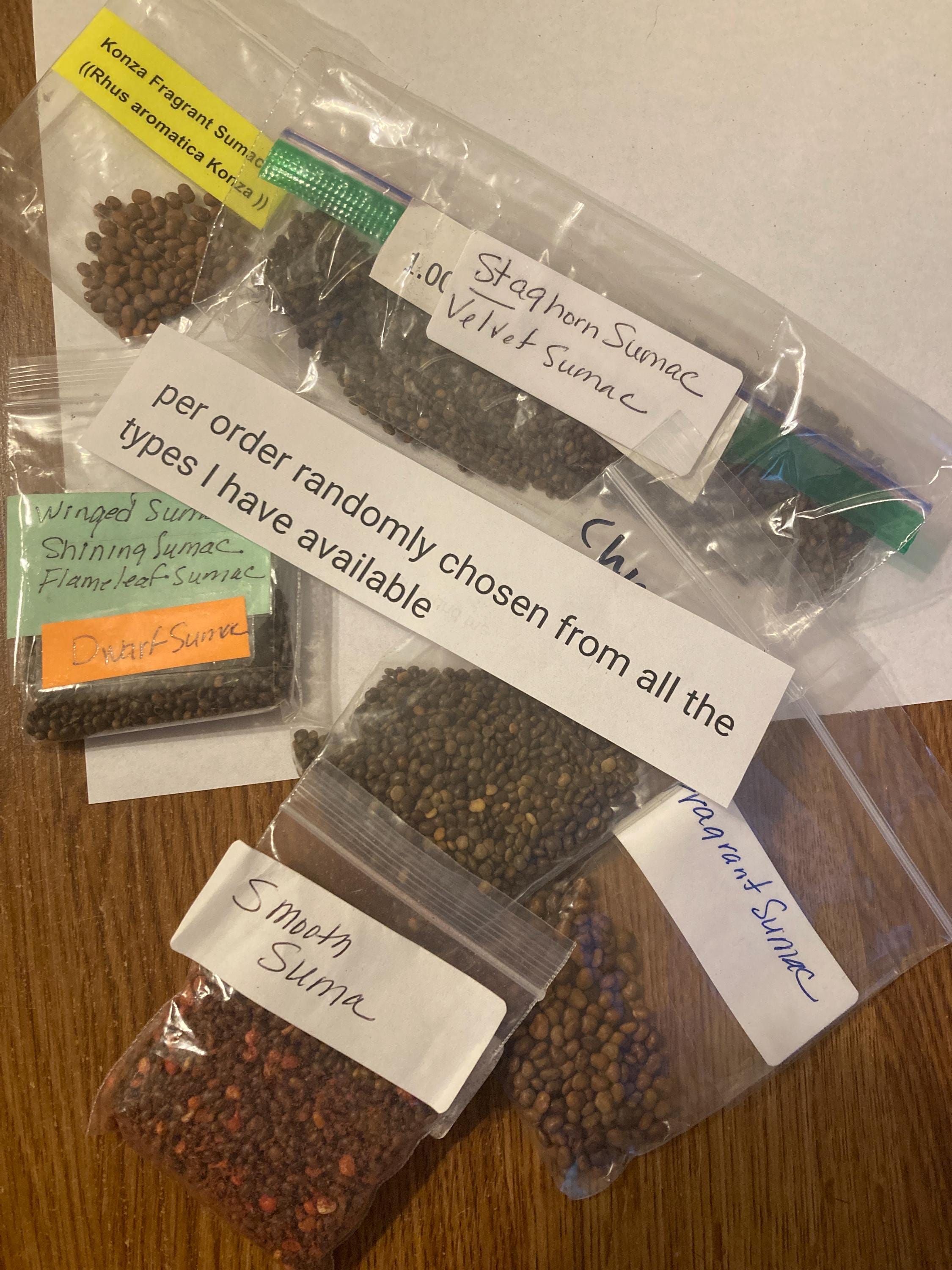 3 types of SUMAC TREE SEEDS (per order randomly chosen) | TreeSeedMan.Com TREE, SHRUB & FLOWER ...