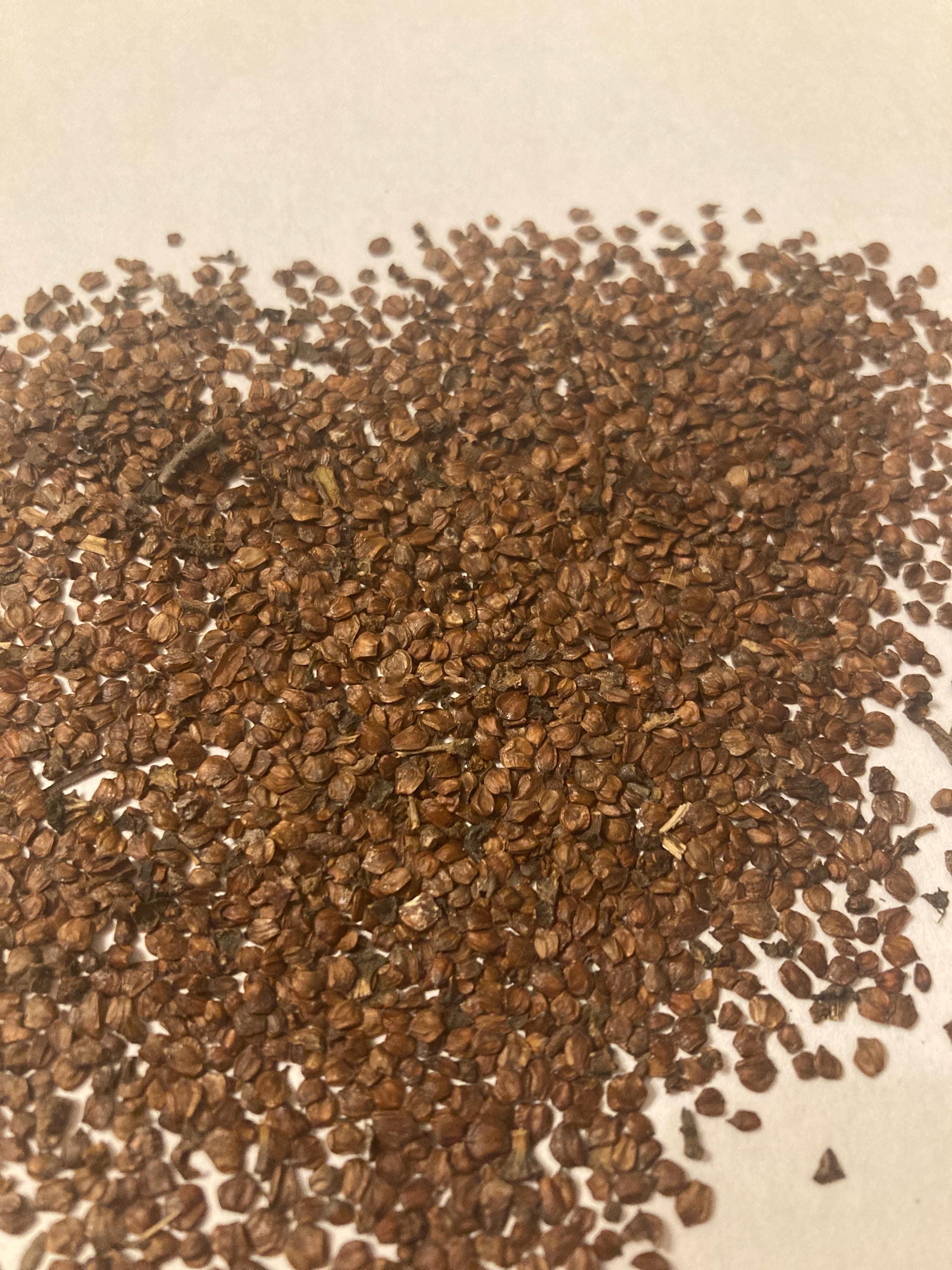 Black Alder Tree Seeds (ALNUS GLUTINOSA) (European Black Alder ...