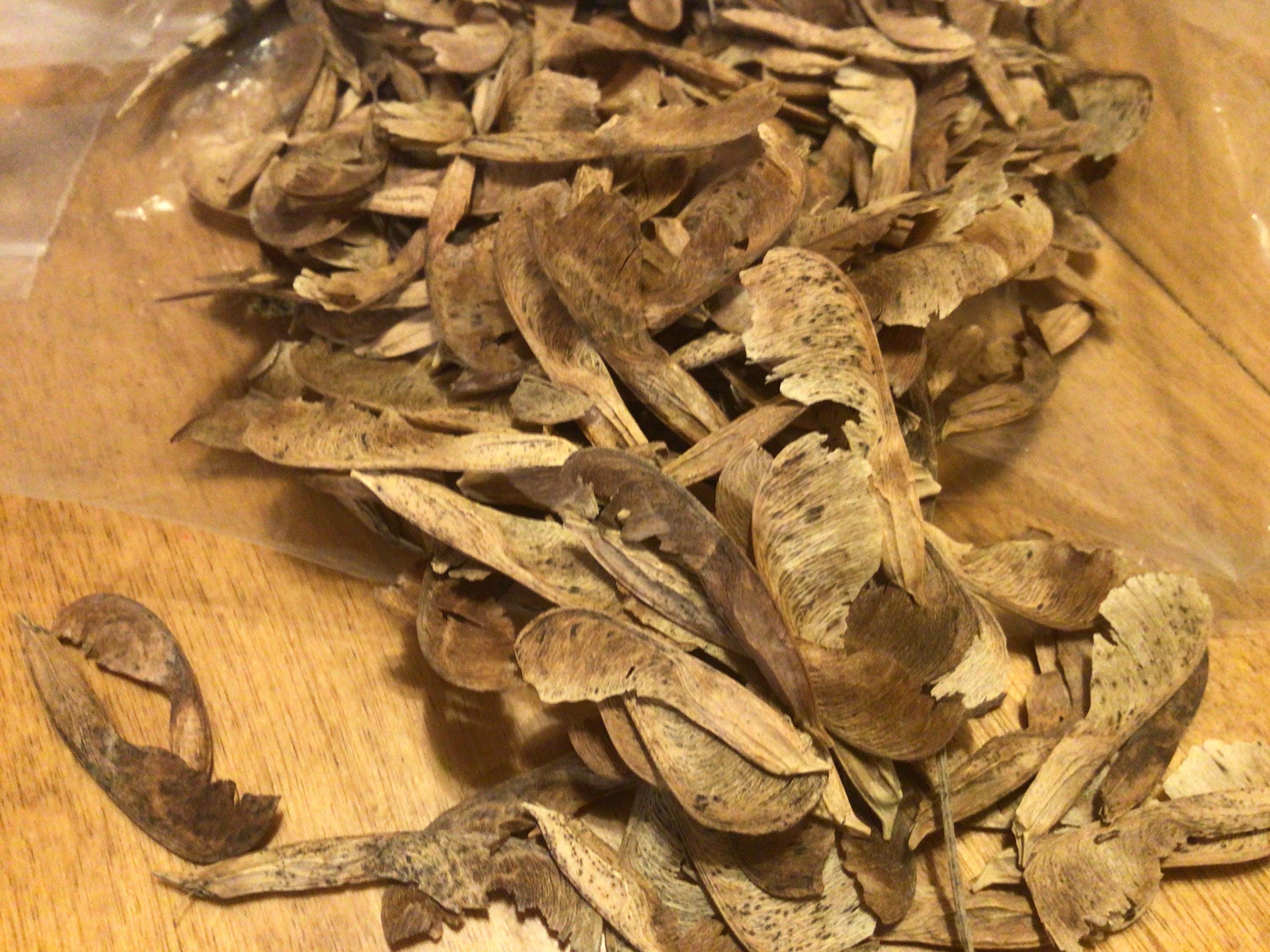 Ashleaf Maple Tree Seeds (ACER NEGUNDO) (Box Elder)(Ash-leaved Maple ...