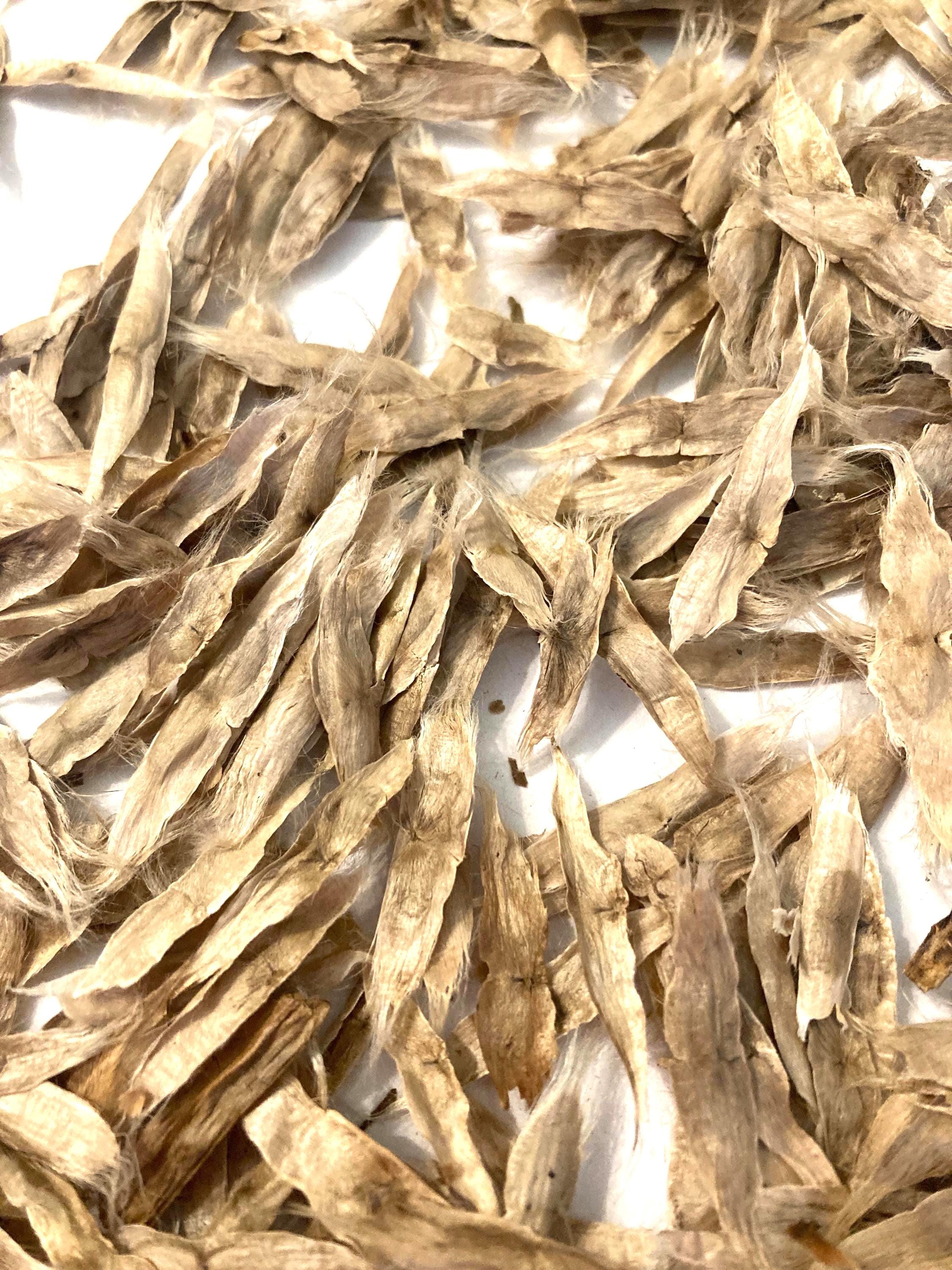 Cigar Tree Seeds (CATALPA BIGNONIOIDES) (Southern Catalpa ...
