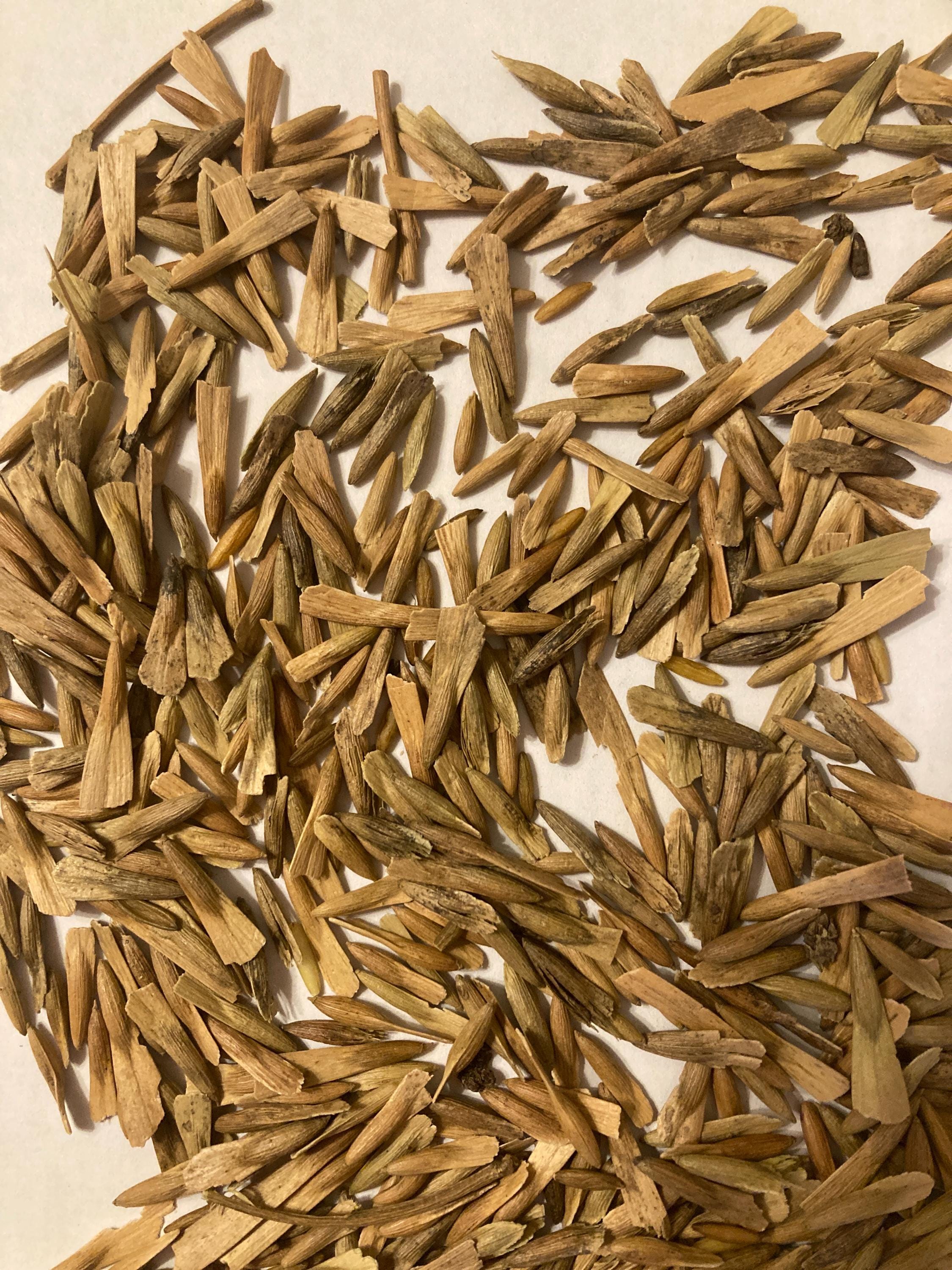 White Ash Tree Seeds ( FRAXINUS AMERICANA) (Biltmore Ash)(Cane Ash ...